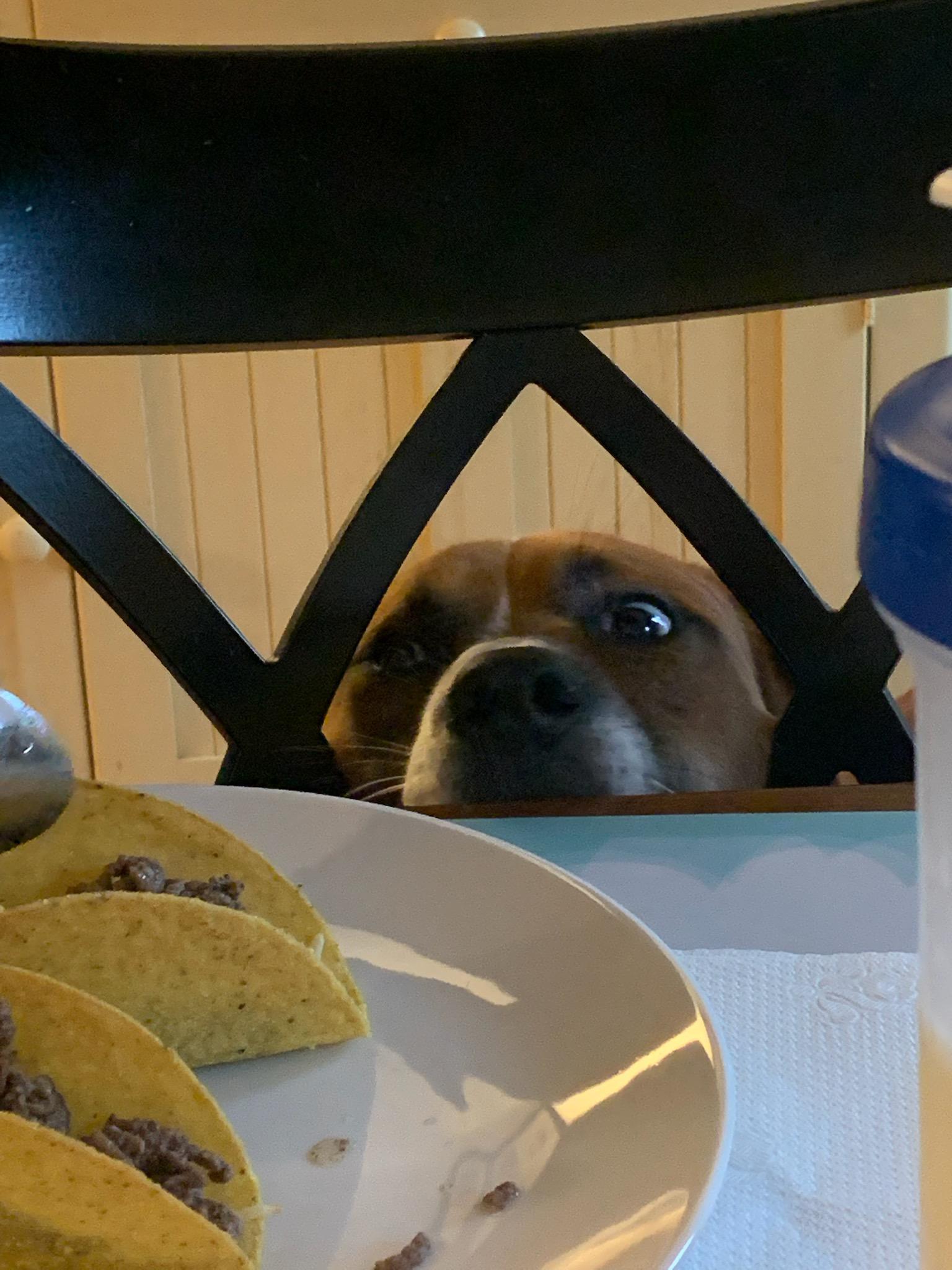 Taco patrol | Scrolller