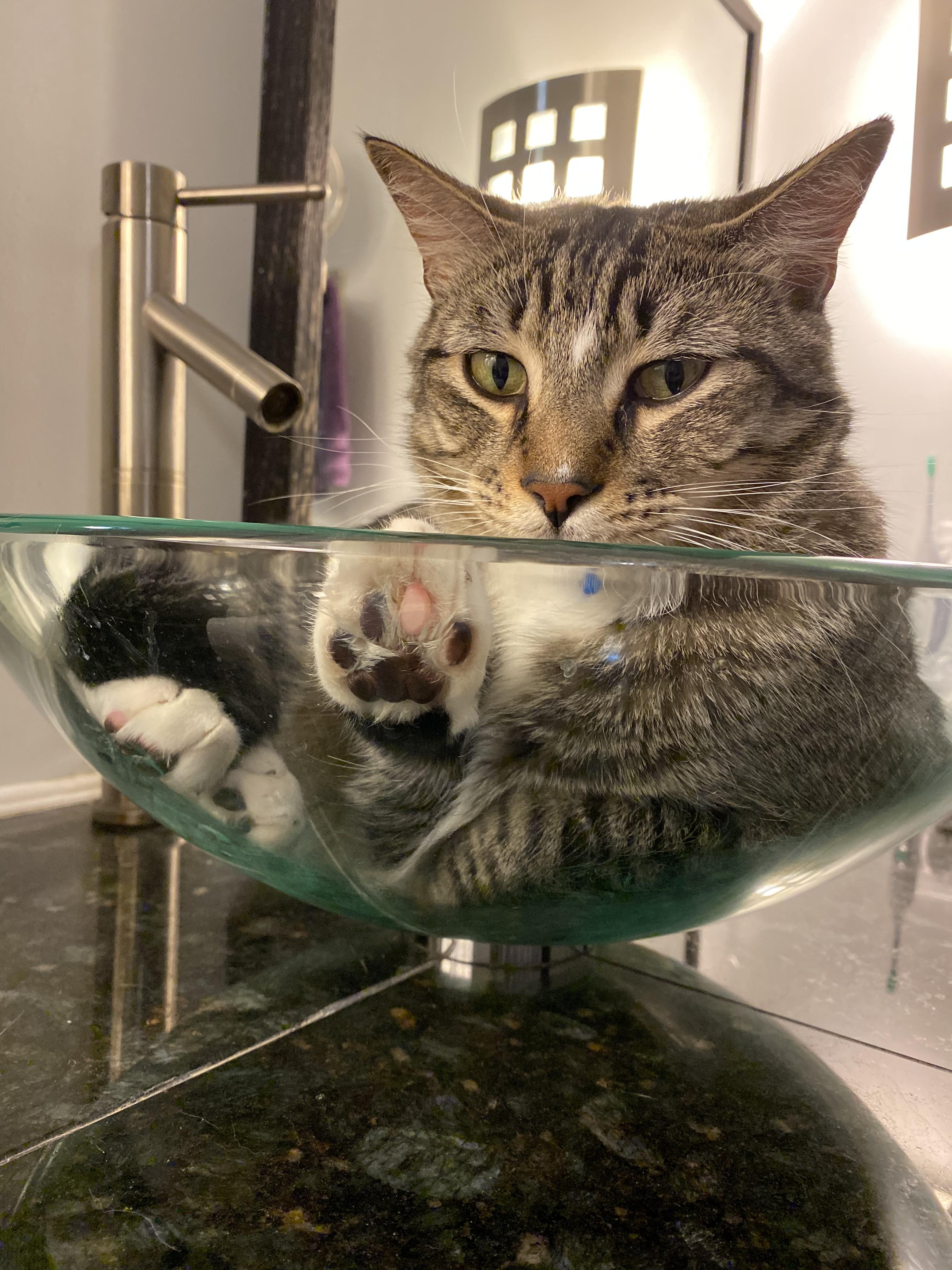 Tacocat in the sink showcasing his cute little toe beans | Scrolller