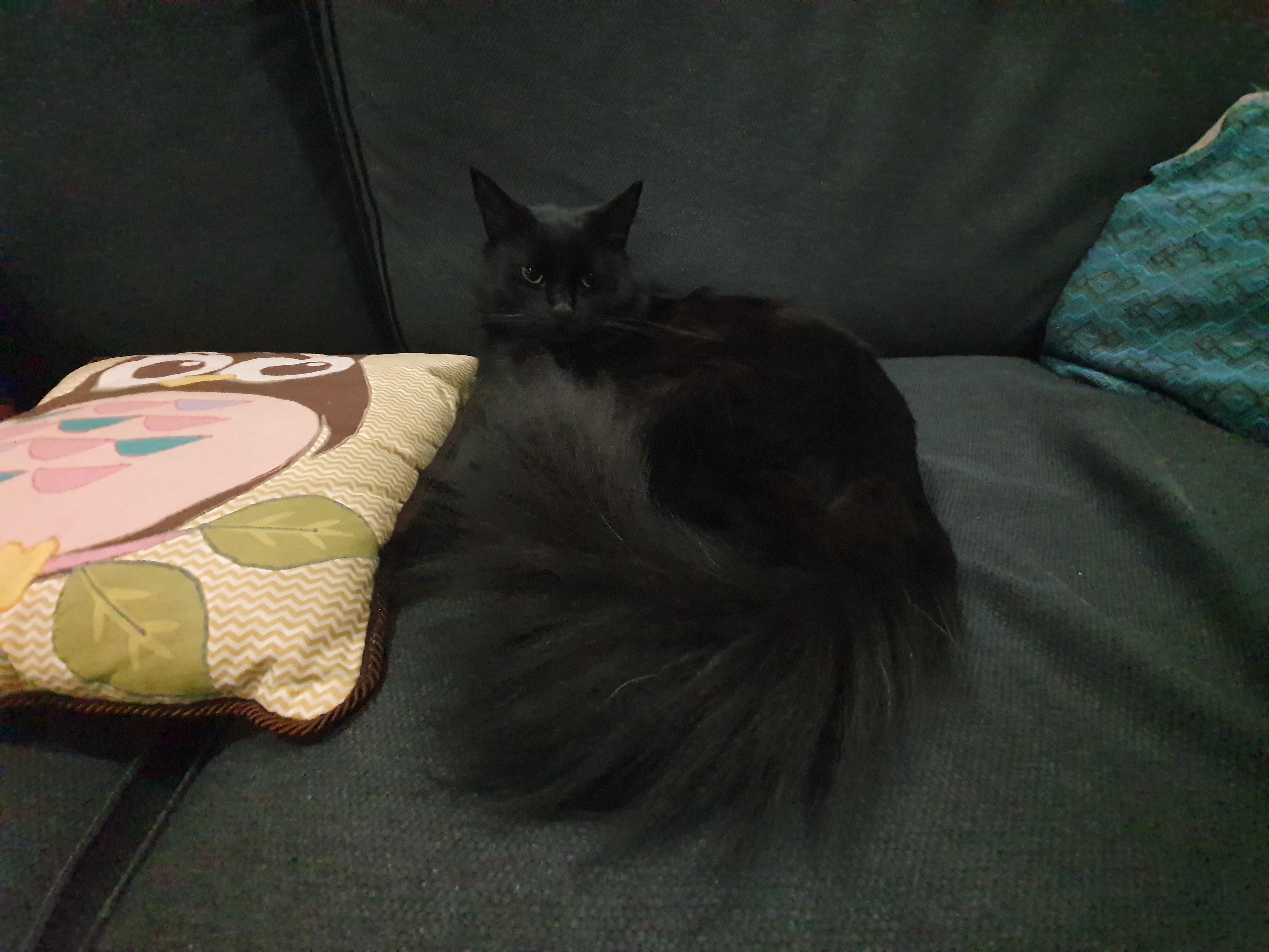 Tail at Full Floof! | Scrolller