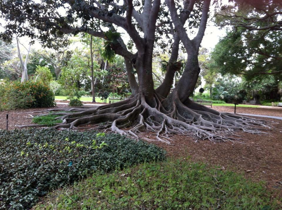 take a look at my roots | Scrolller