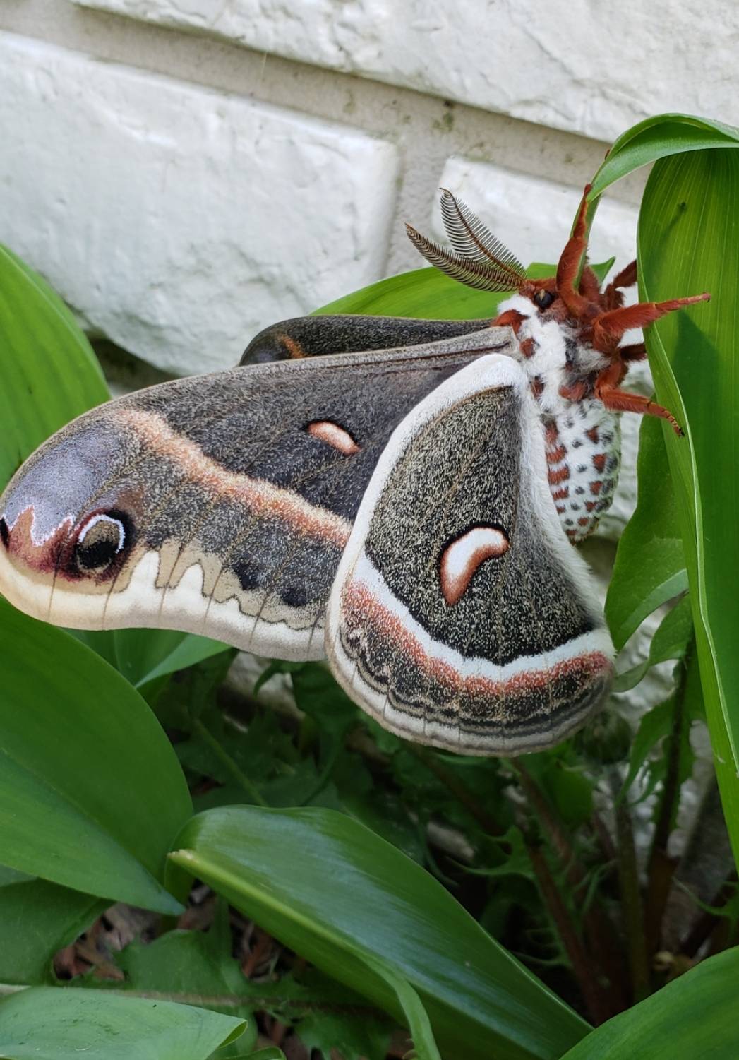 Take a look at that tummy. (Cecropia Moth) | Scrolller