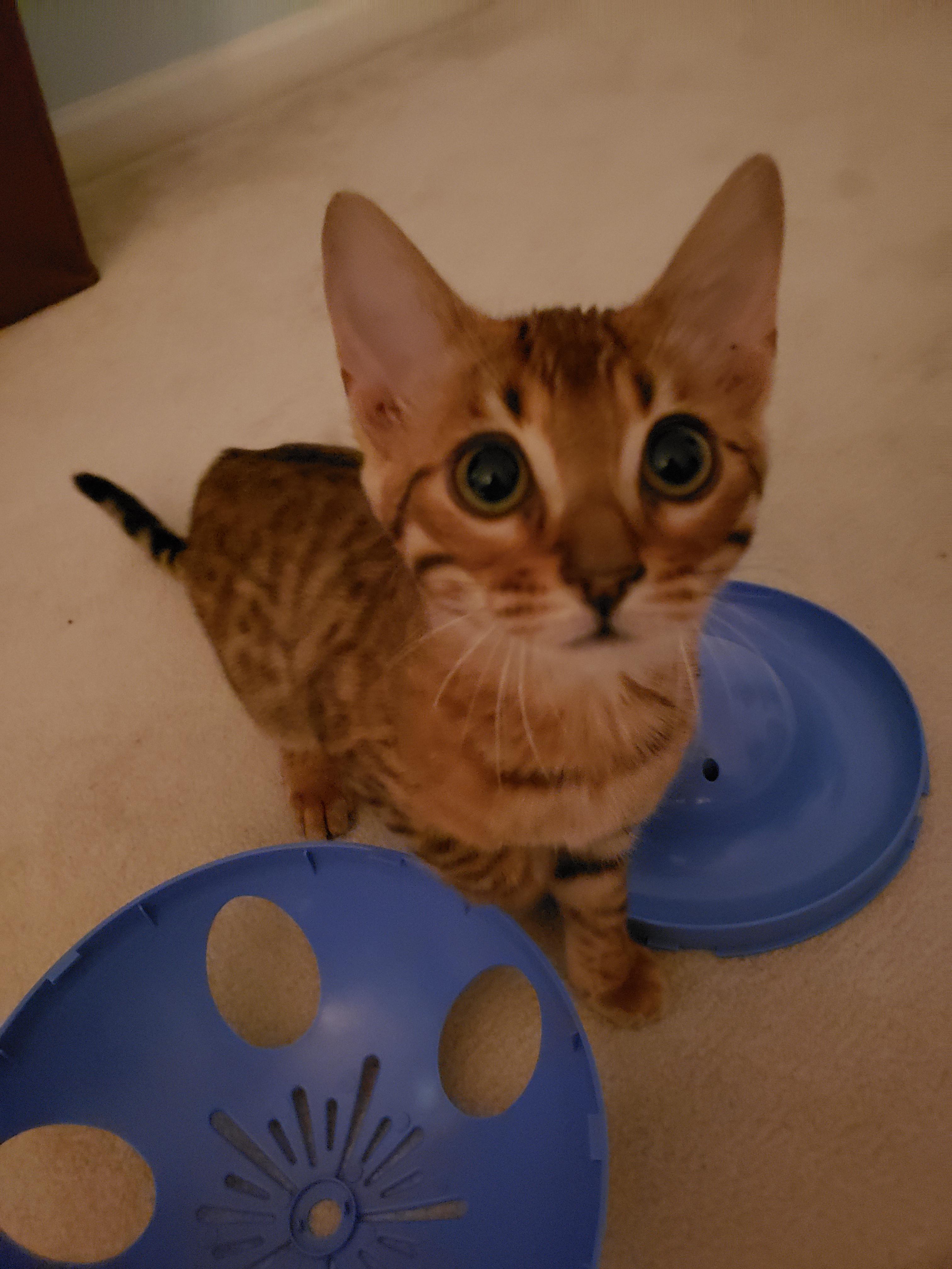 Taken moments before she devoured a college student | Scrolller