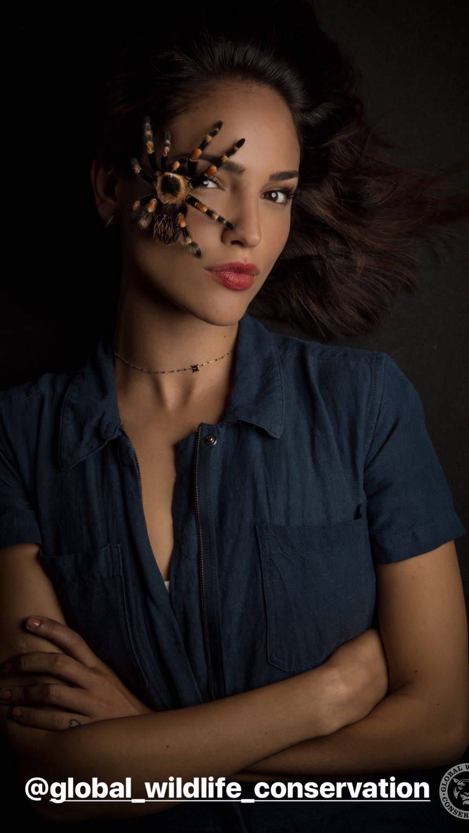 Tarantula | Scrolller