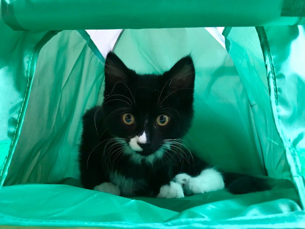 Tasha in her lil green tent :) | Scrolller