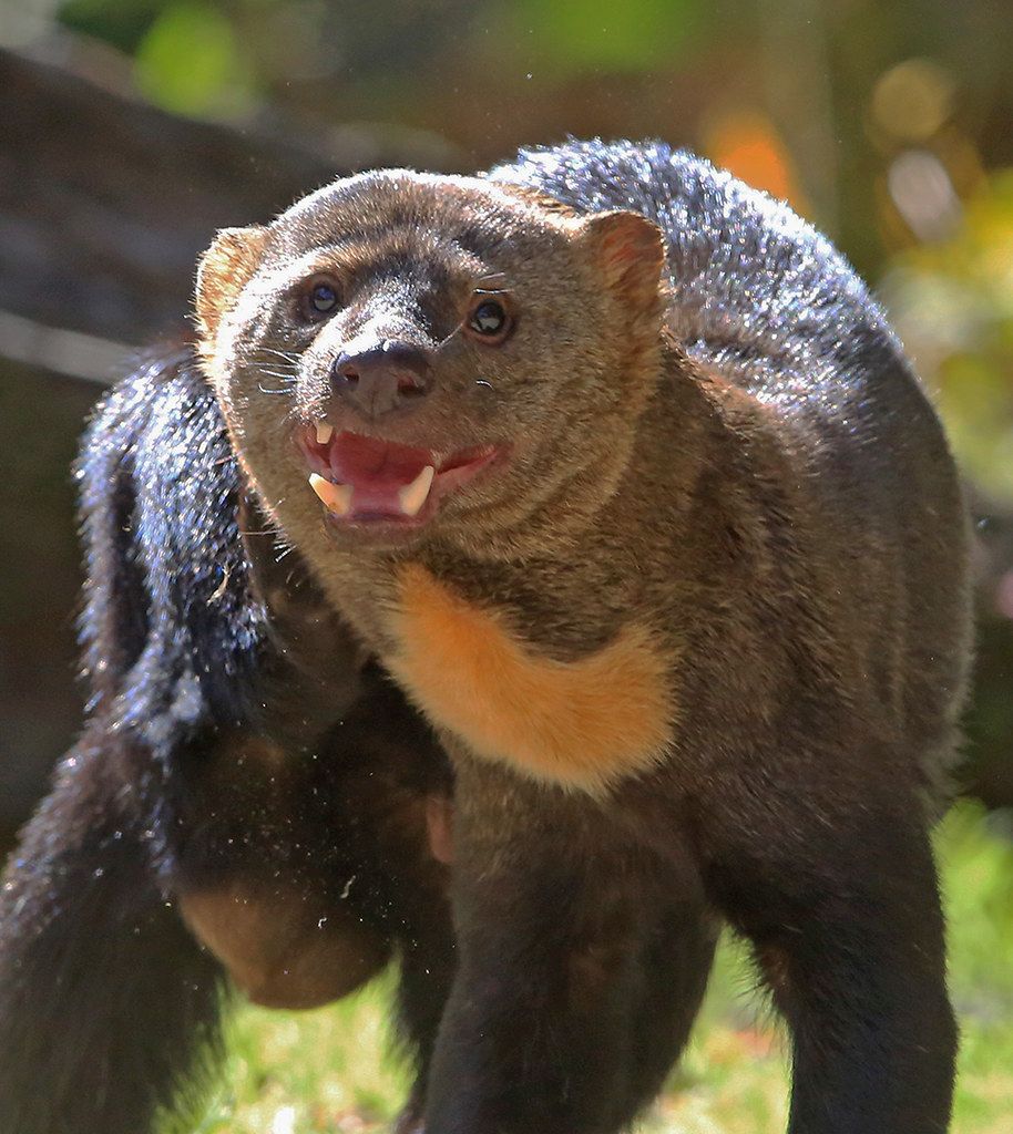 Tayra with an itch to scratch | Scrolller