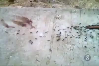 teamwork | Scrolller