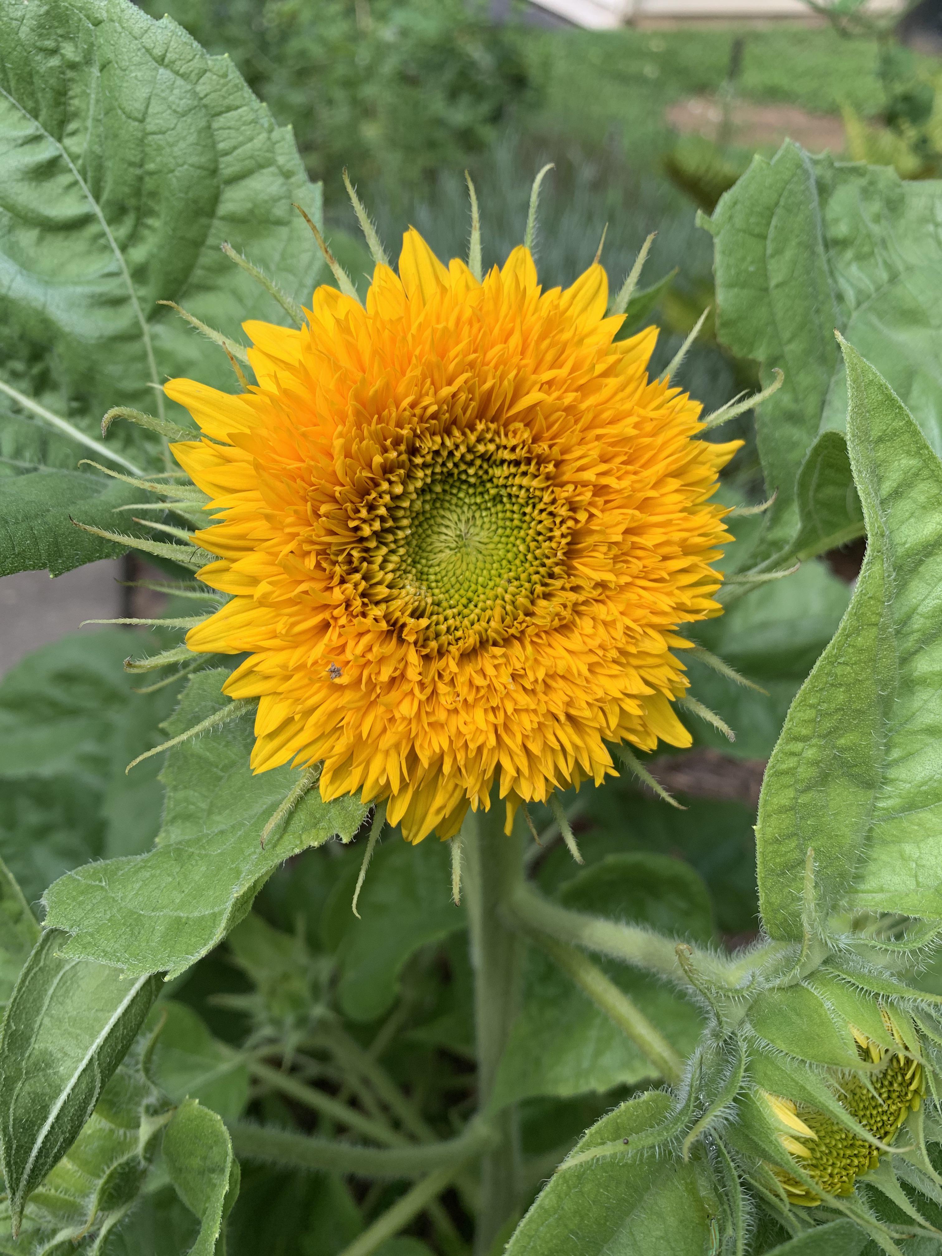 Teddy Bear | Scrolller