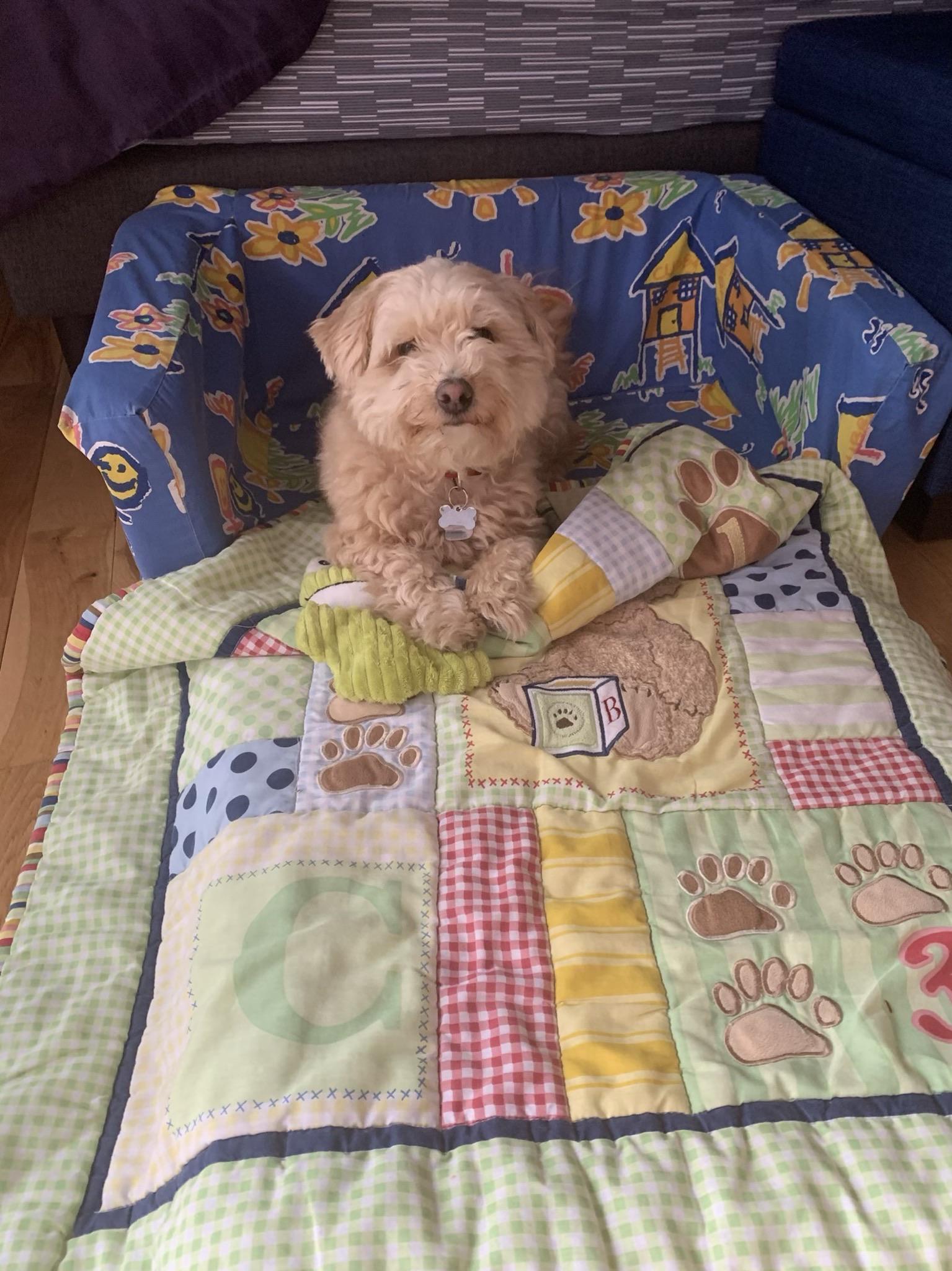 Teddy is loving his new big boy bed | Scrolller