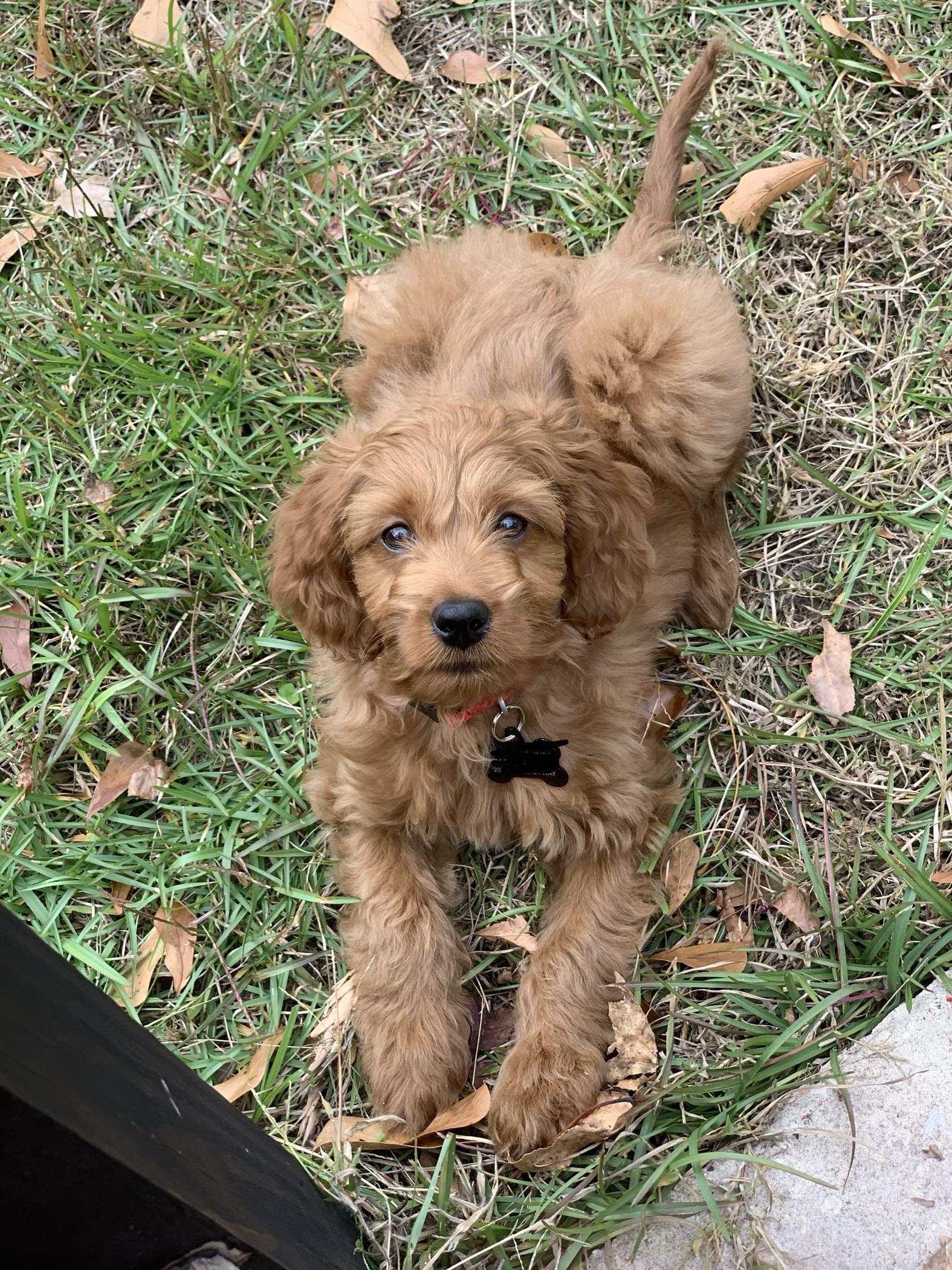 Teddy Update! | Scrolller