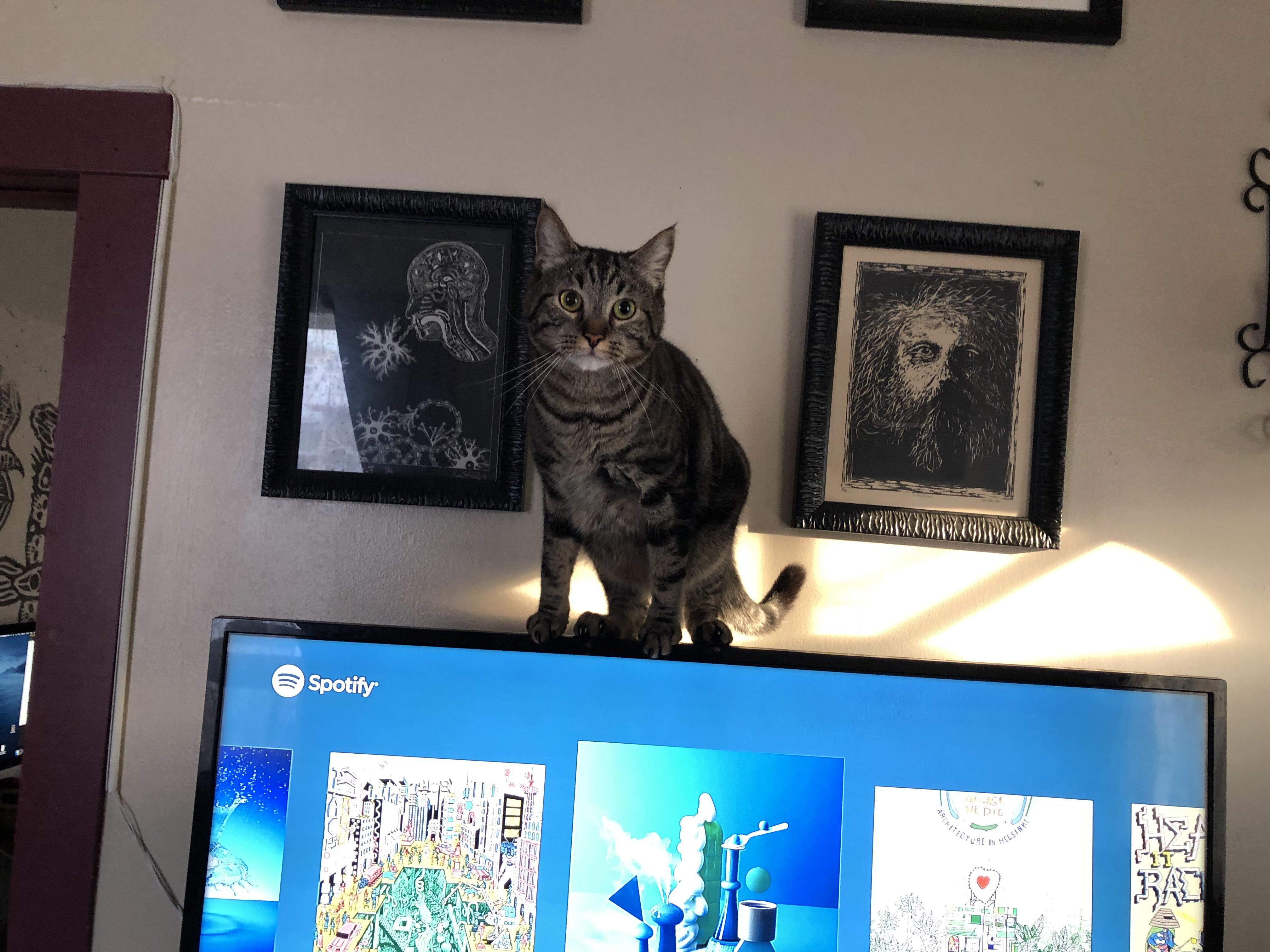 Teddy vs the TV | Scrolller