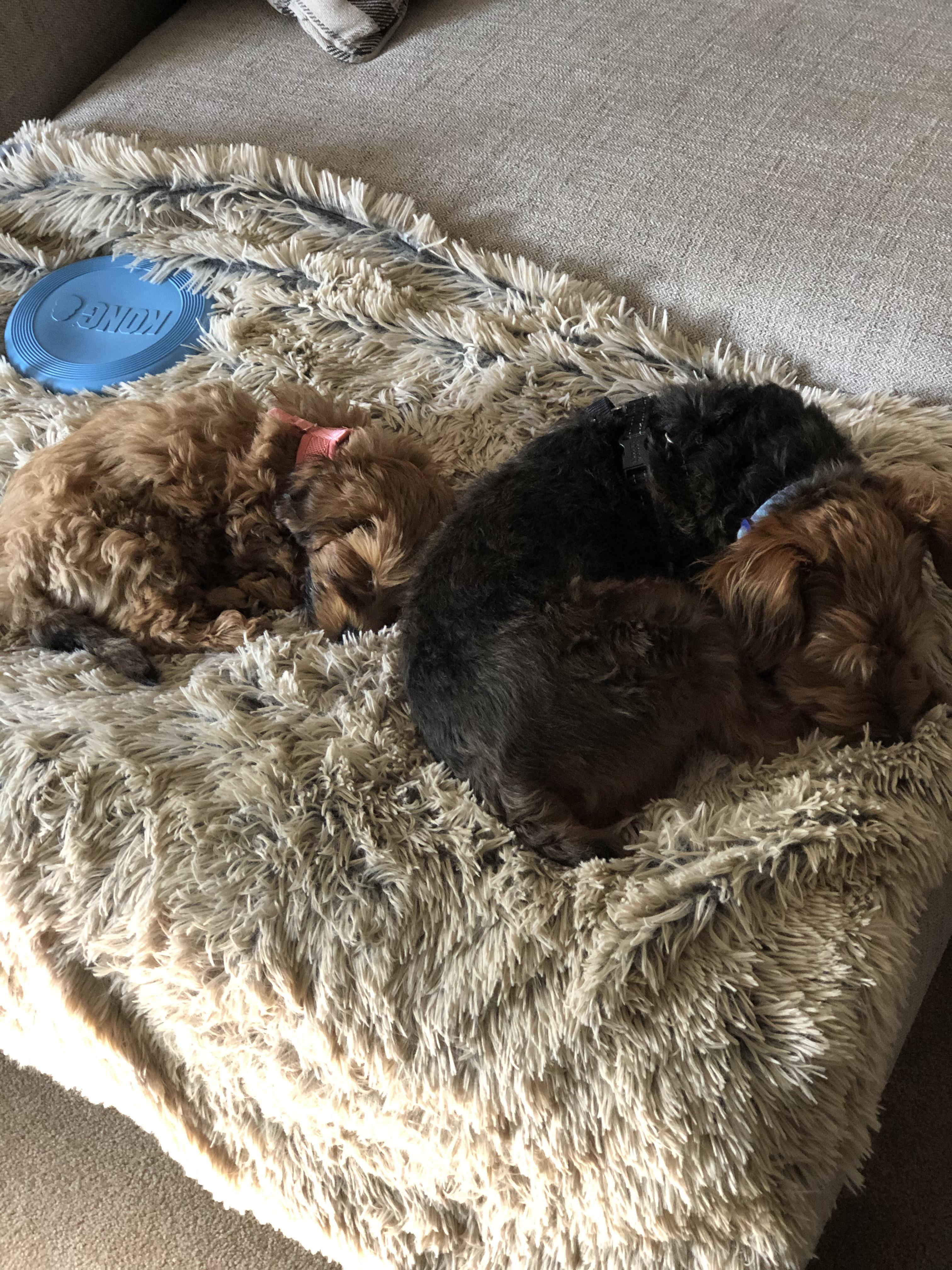 Teddy, who’s already smol, and his illegally smol sister, Lucy. | Scrolller