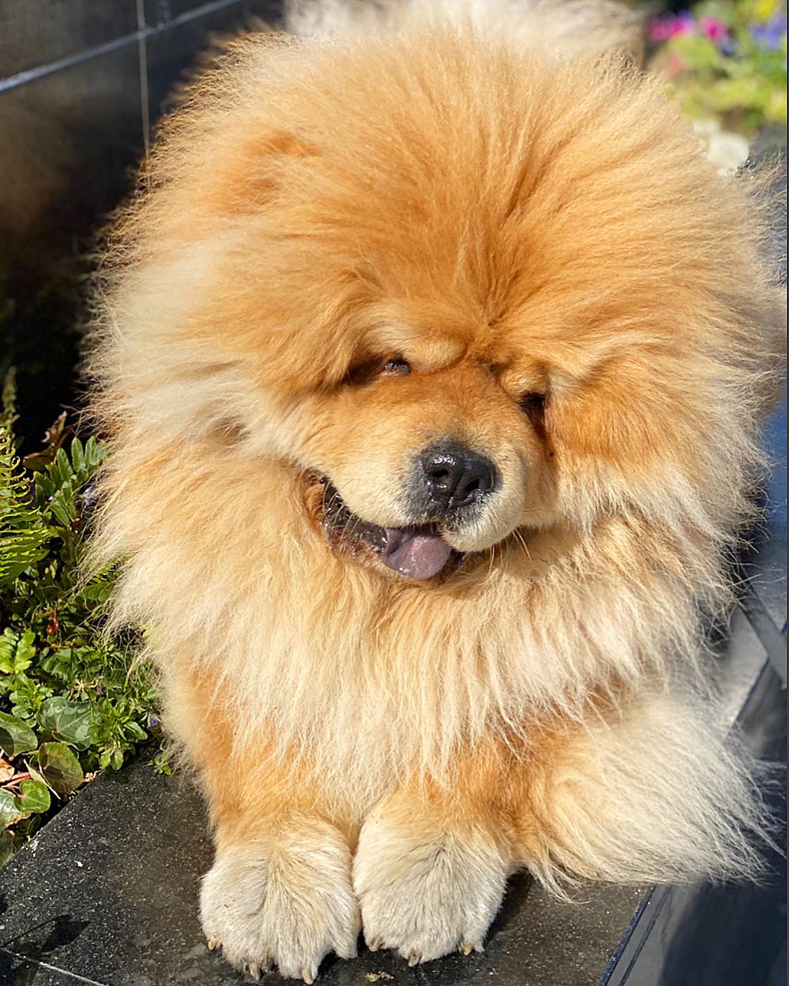 Teddy with the good hair 🦁 (@teddy.chow.chow) | Scrolller