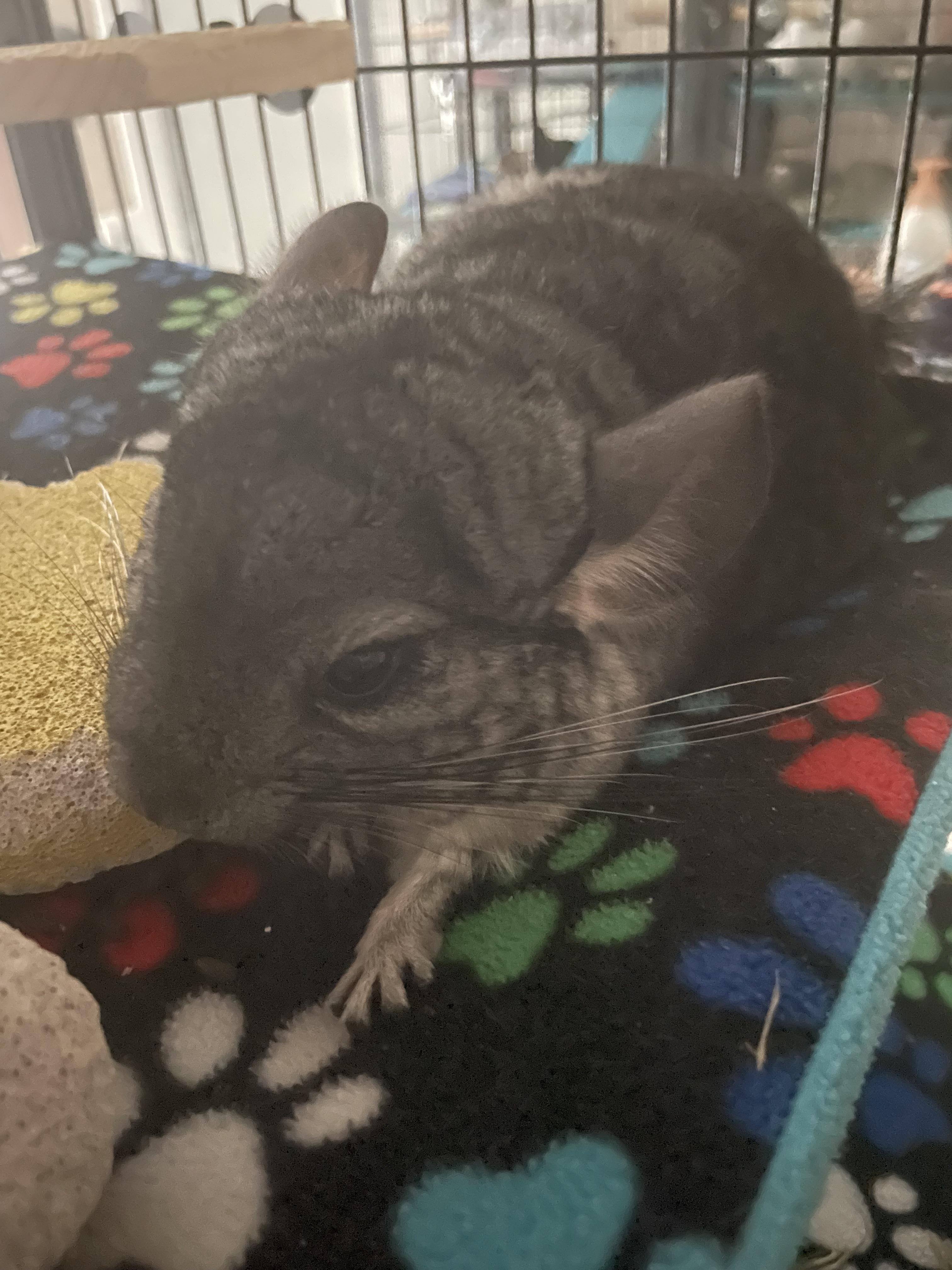 Teemo showing the paw | Scrolller