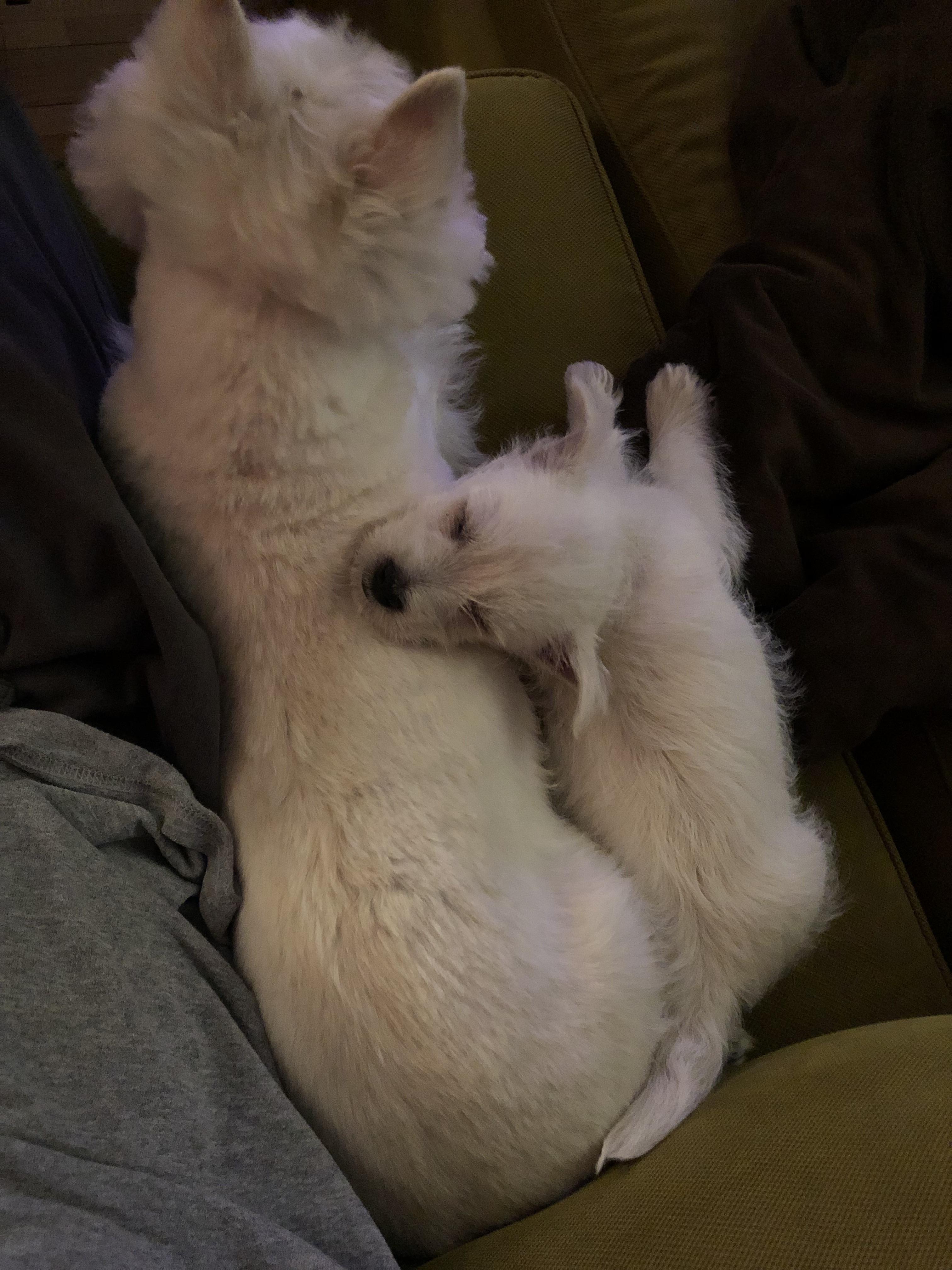 Teeny Tiny Tina Turner | Scrolller