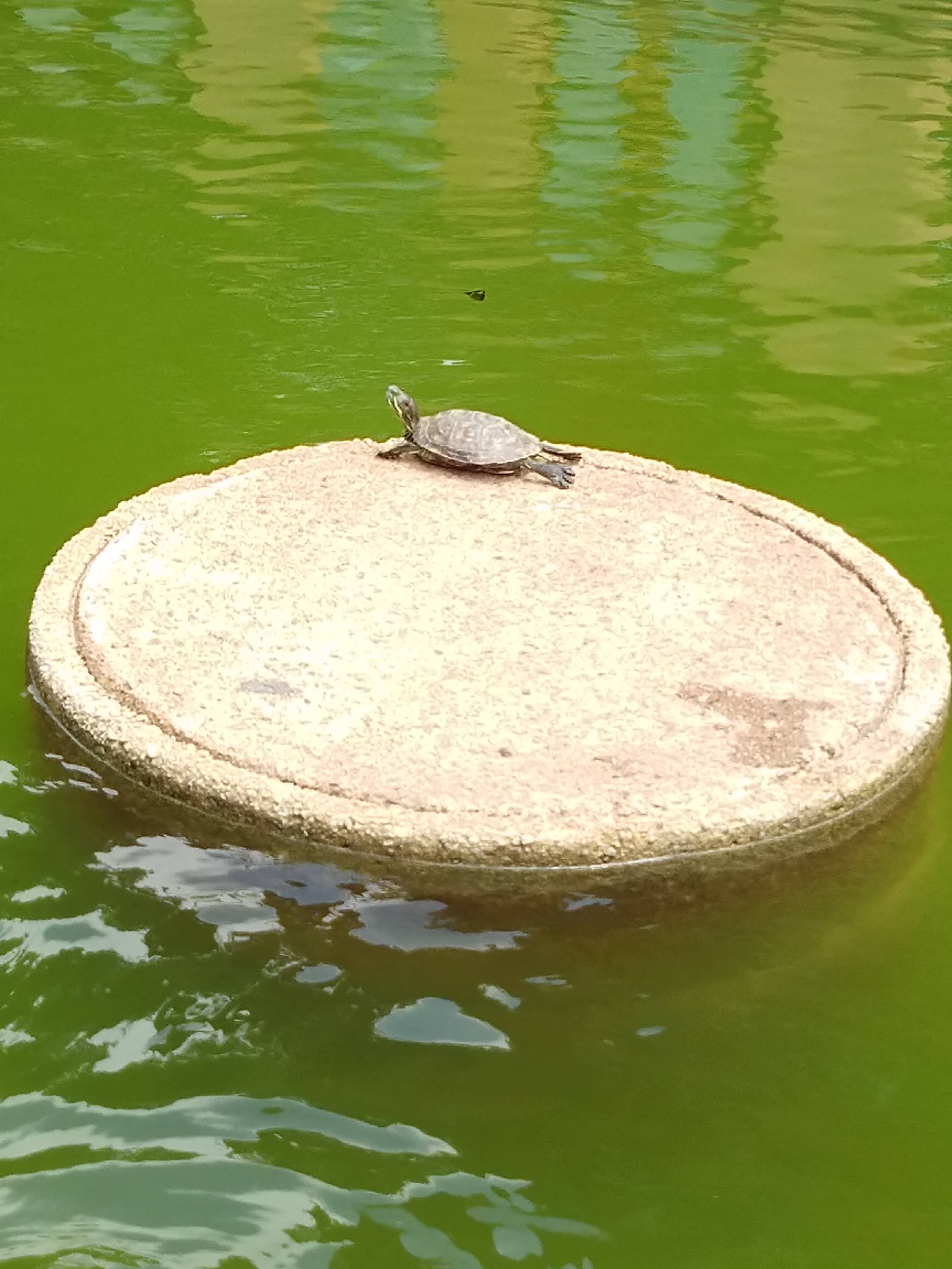 Terrapin sploot | Scrolller