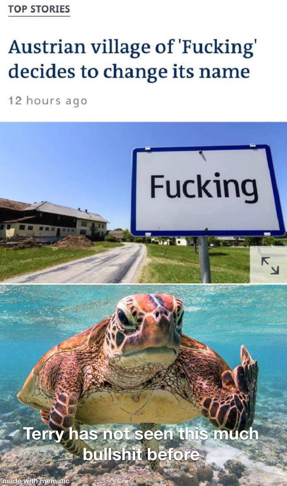 Terry the Turtle | Scrolller