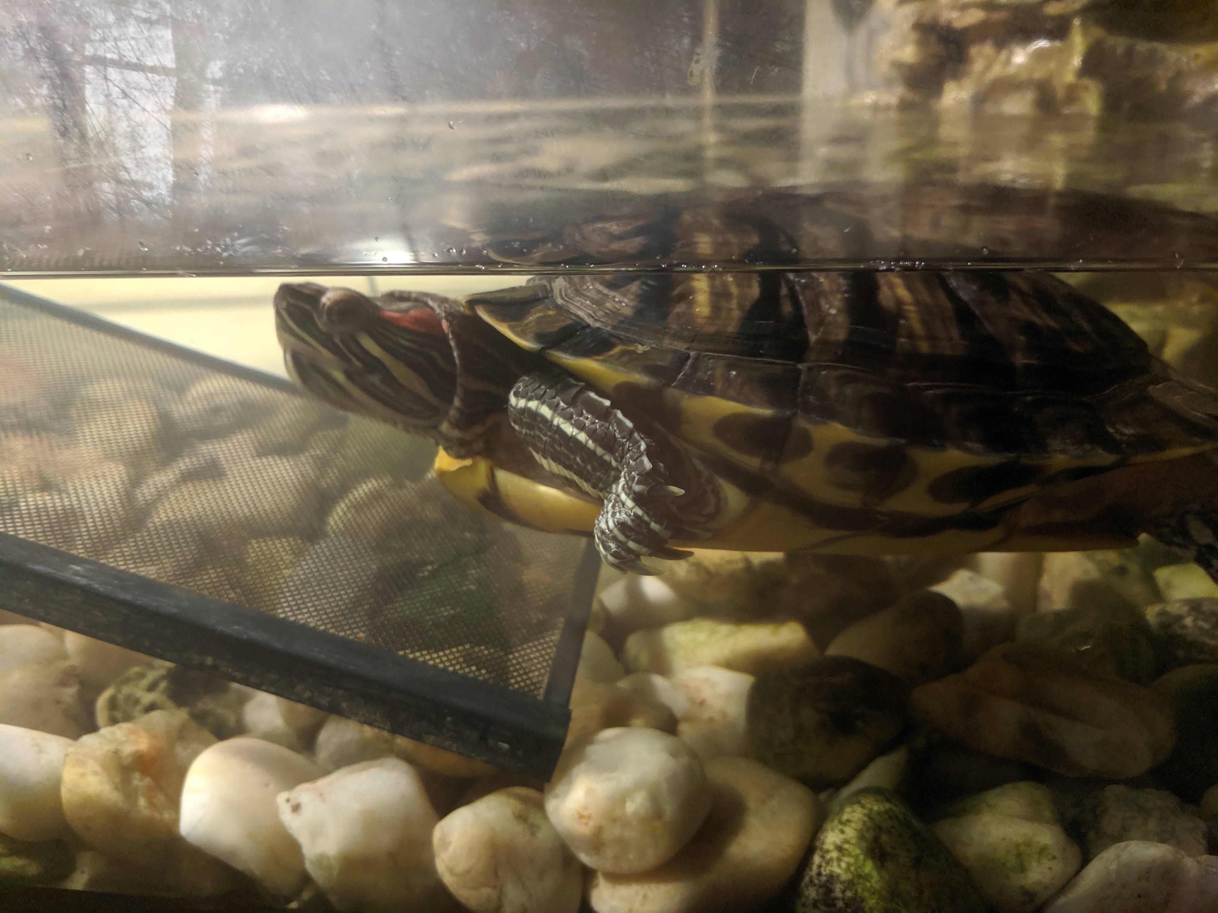 Terry the turtle I've had for almost 8 years | Scrolller