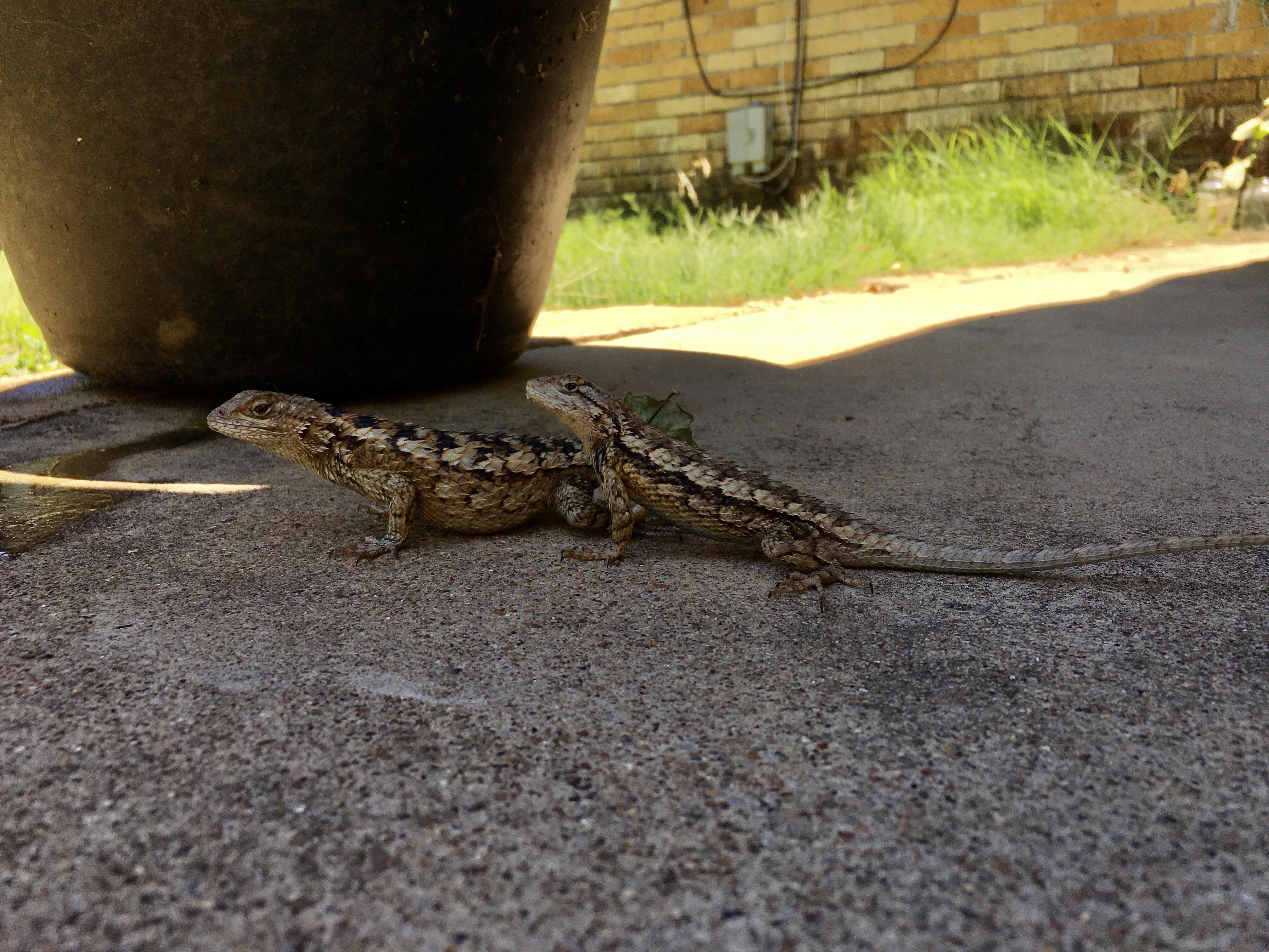 Texas Spiny Lizards, hangin’ out. | Scrolller