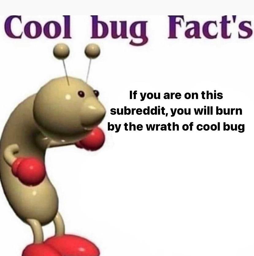 Thank you cool bug, very cool indeed! | Scrolller