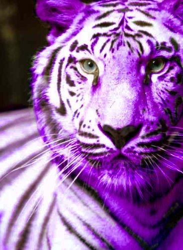 Thanos tiger | Scrolller