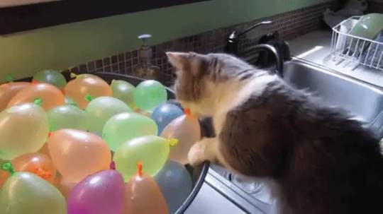 That look of complete and utter incomprehension | Scrolller