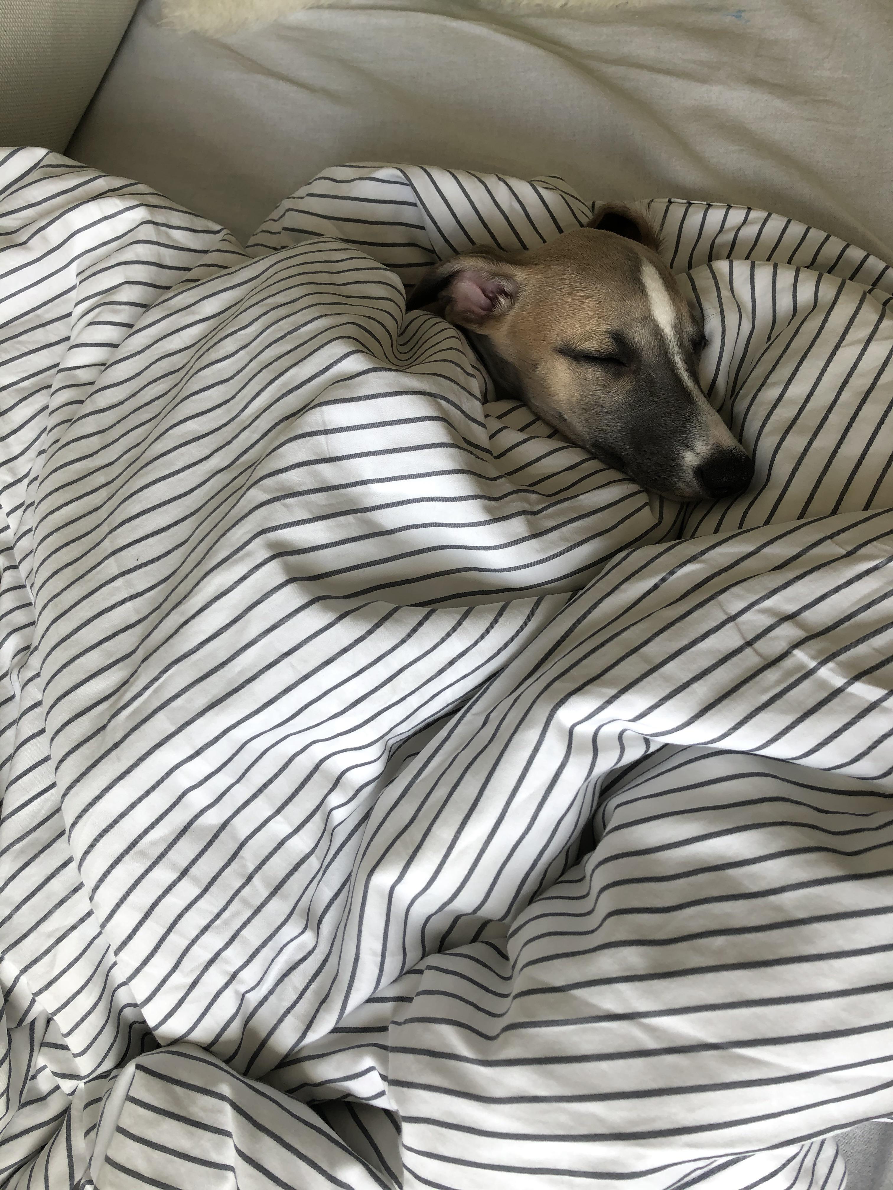 That nap after playtime | Scrolller