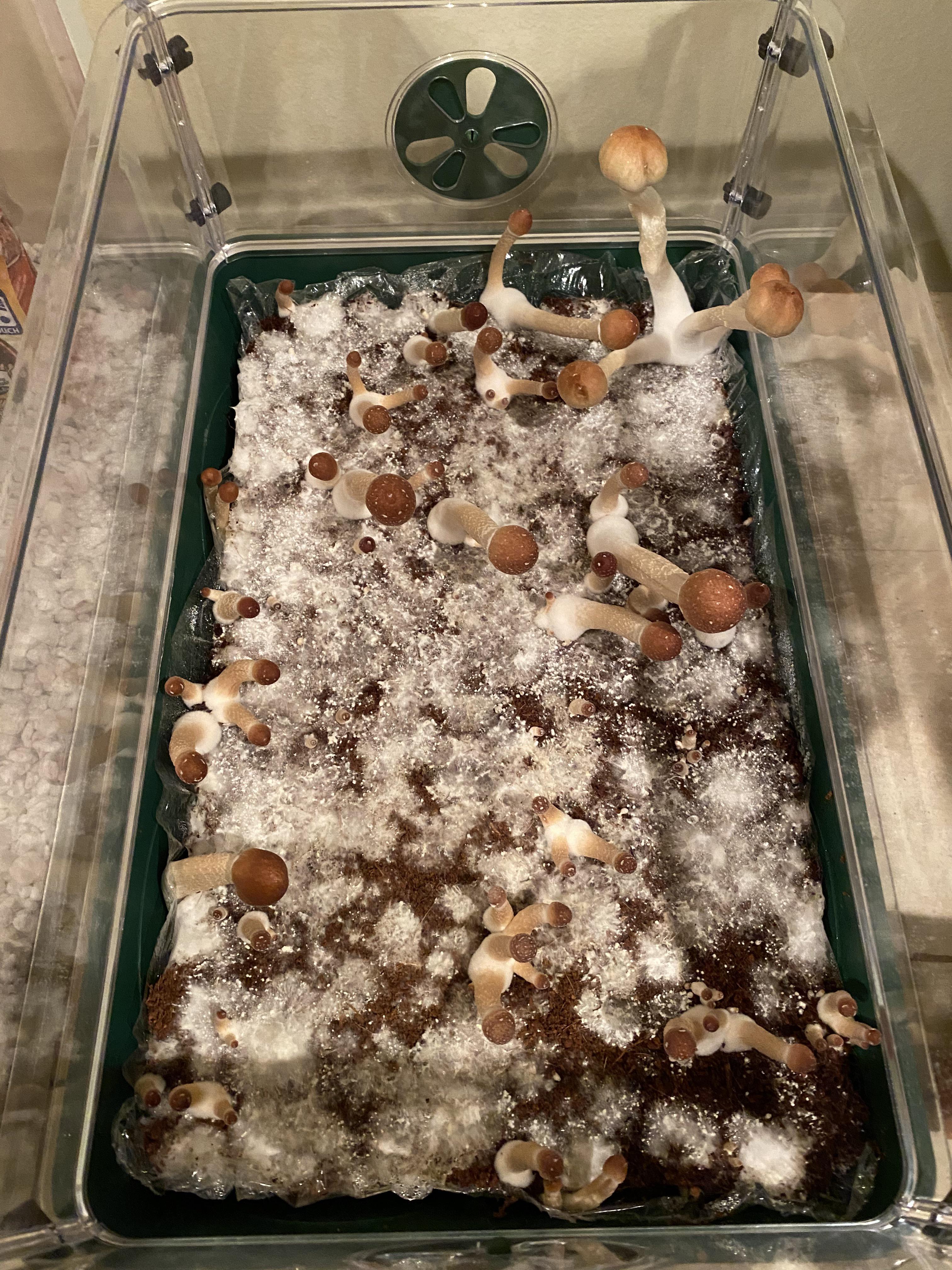 That’s a happy first flush! | Scrolller