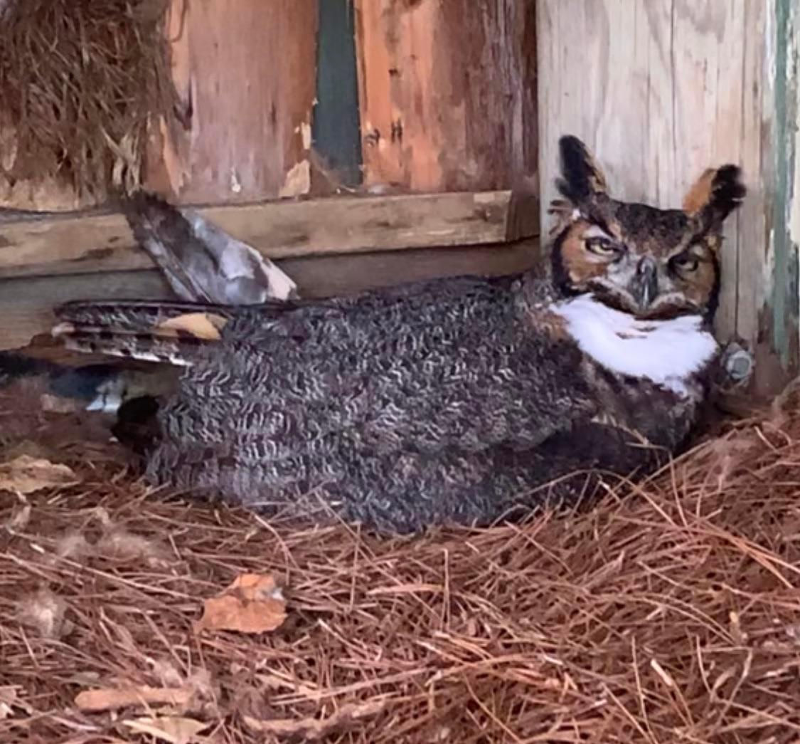 That’s a weird looking chicken | Scrolller