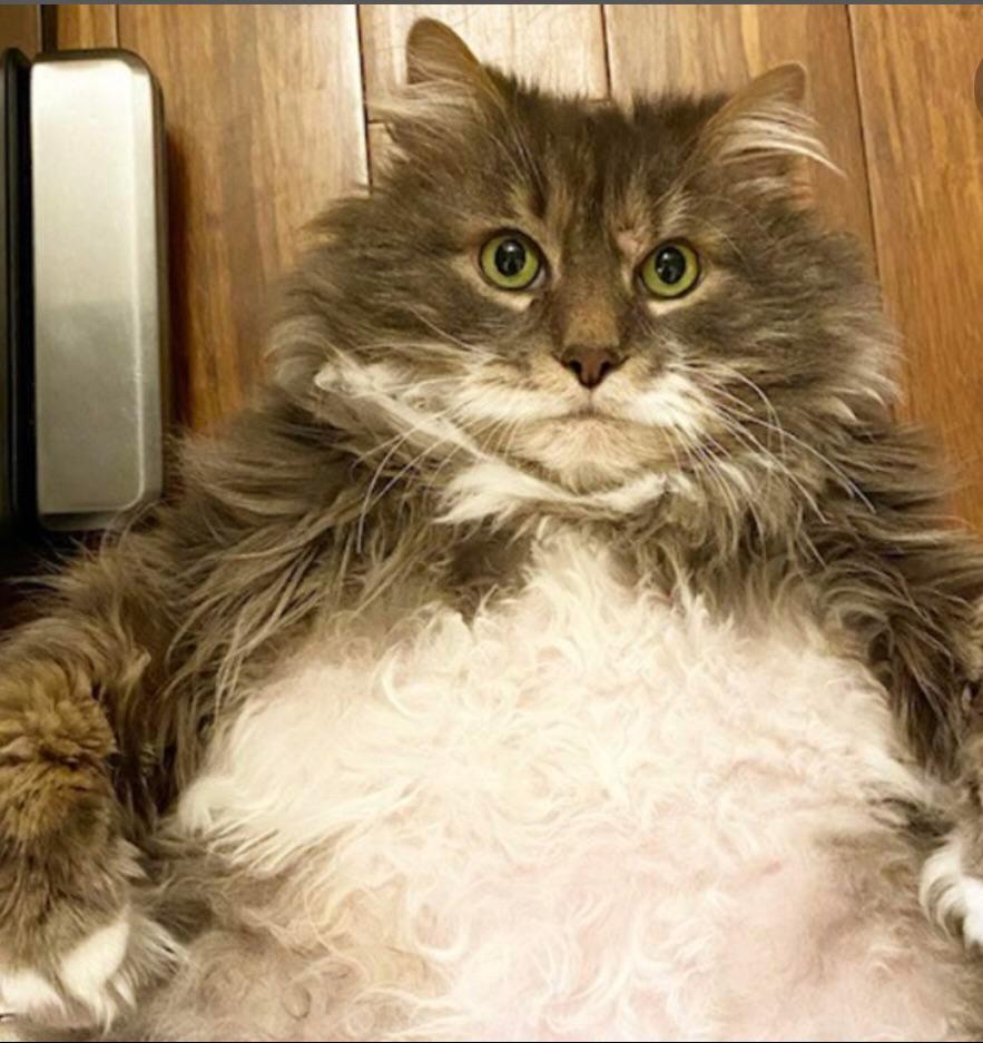 That’s one chunky Kitty | Scrolller