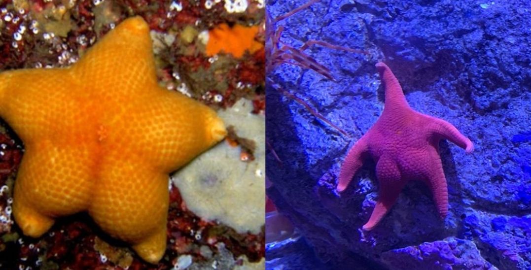 That starfish booty | Scrolller