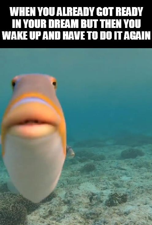 that's a handsome fish | Scrolller