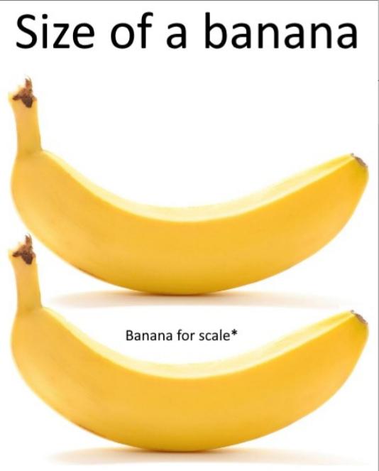 The anatomy of a banana | Scrolller