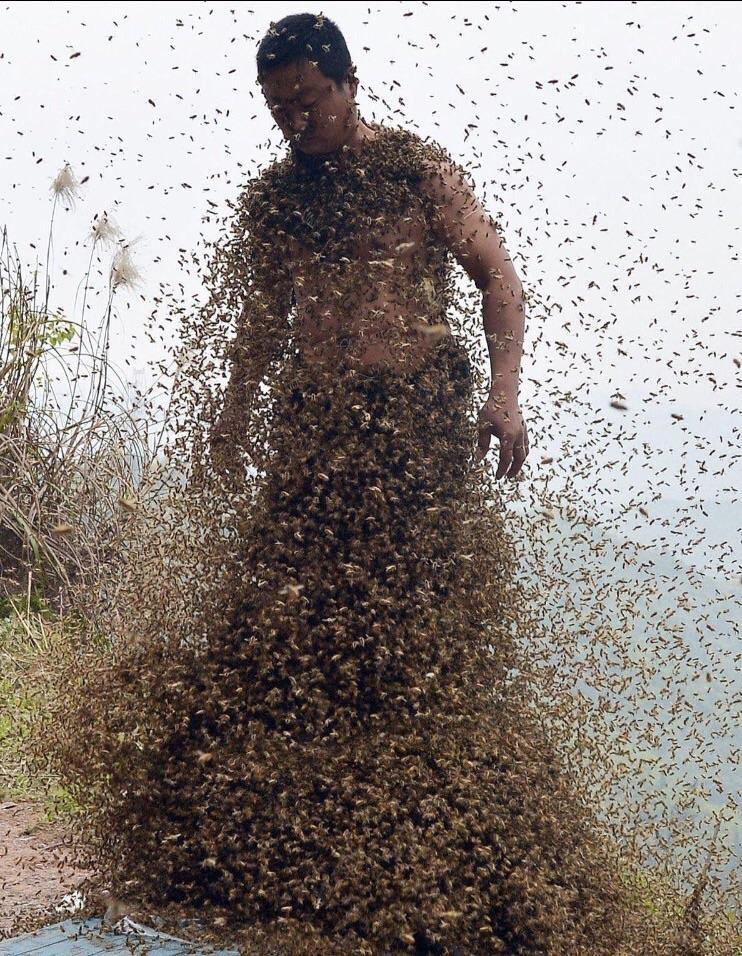 The Bee Walker | Scrolller