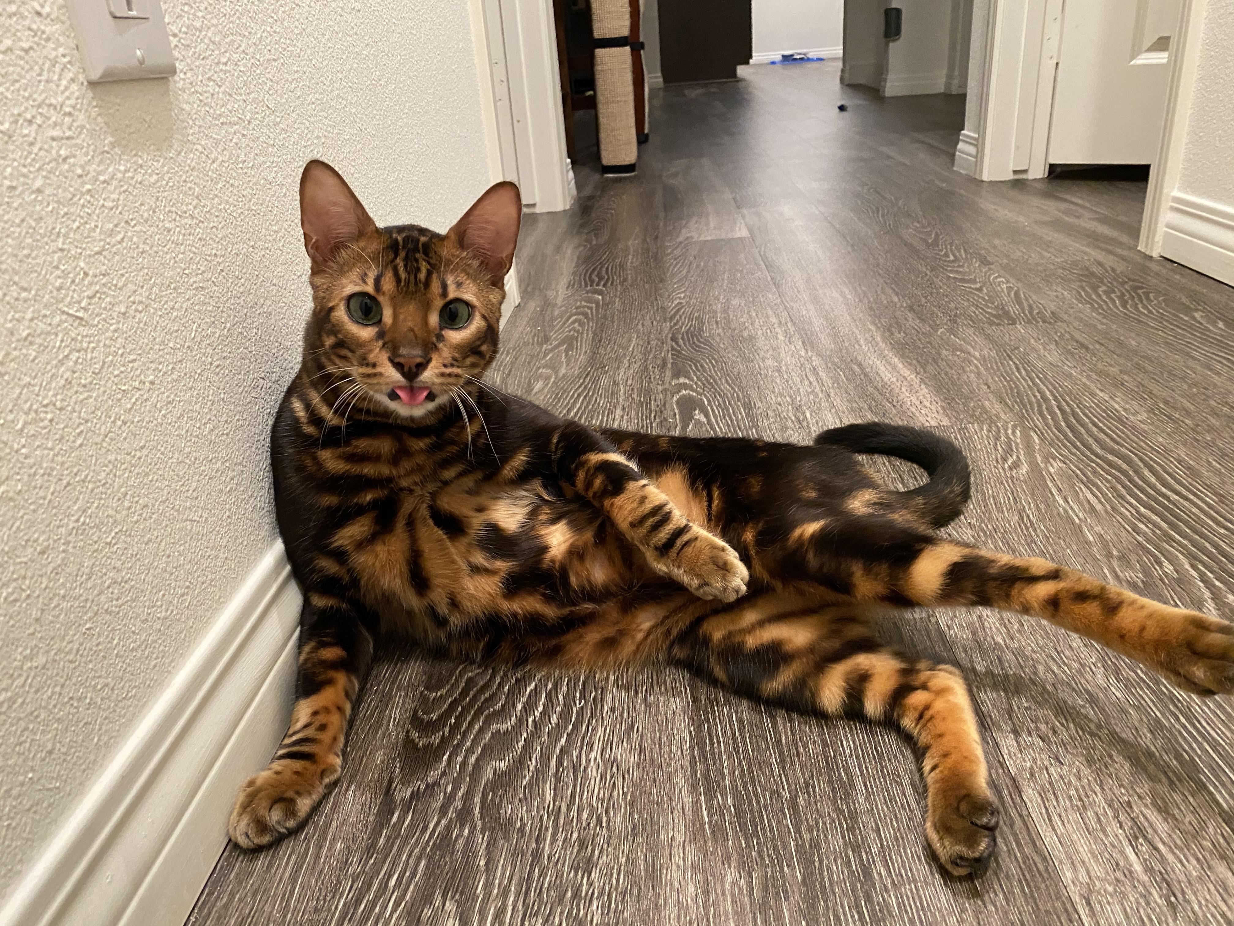 The best blep I’ve caught so far | Scrolller