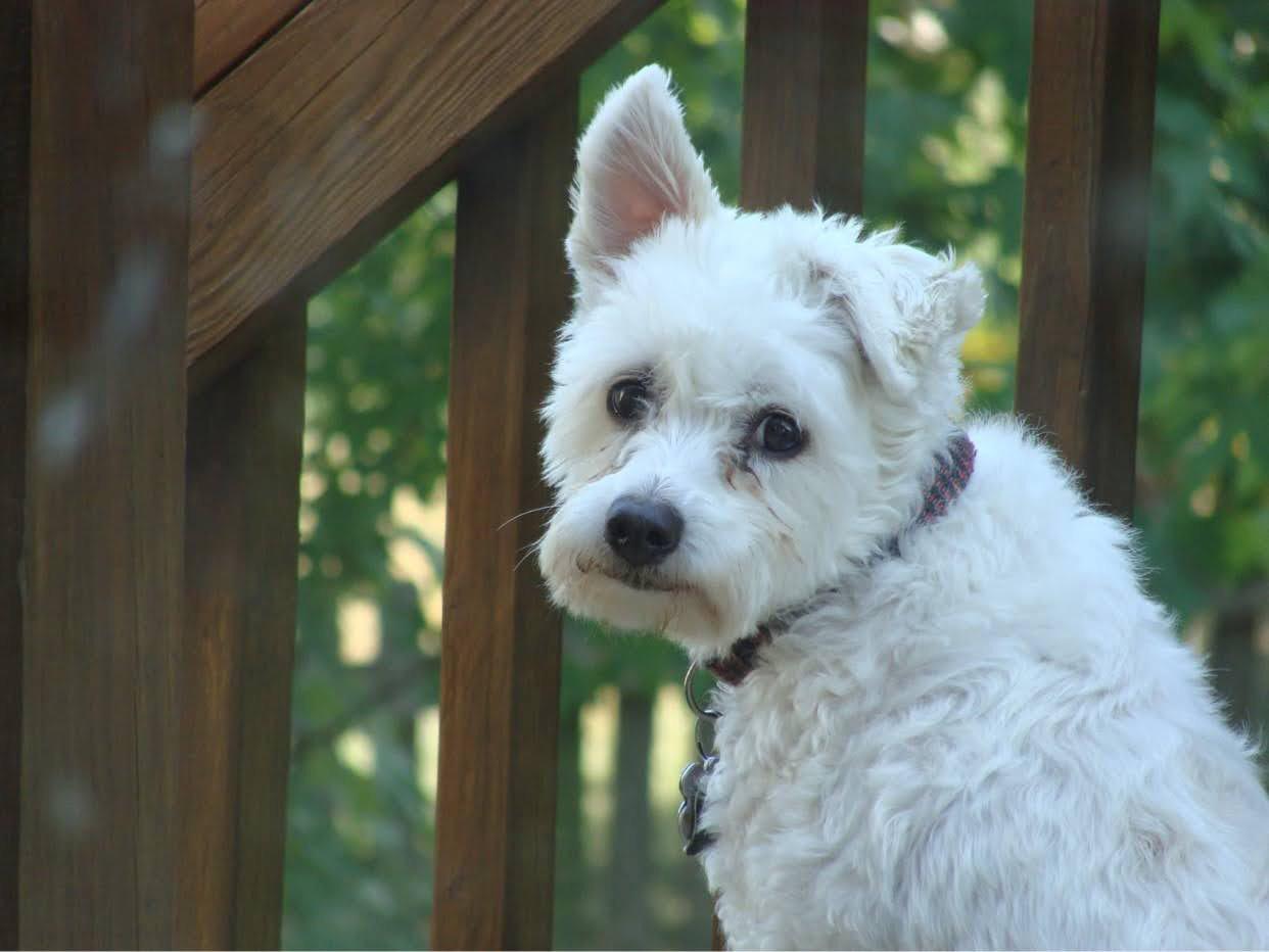 The best boy, RIP ️ Hug your westies extra tight for me today | Scrolller