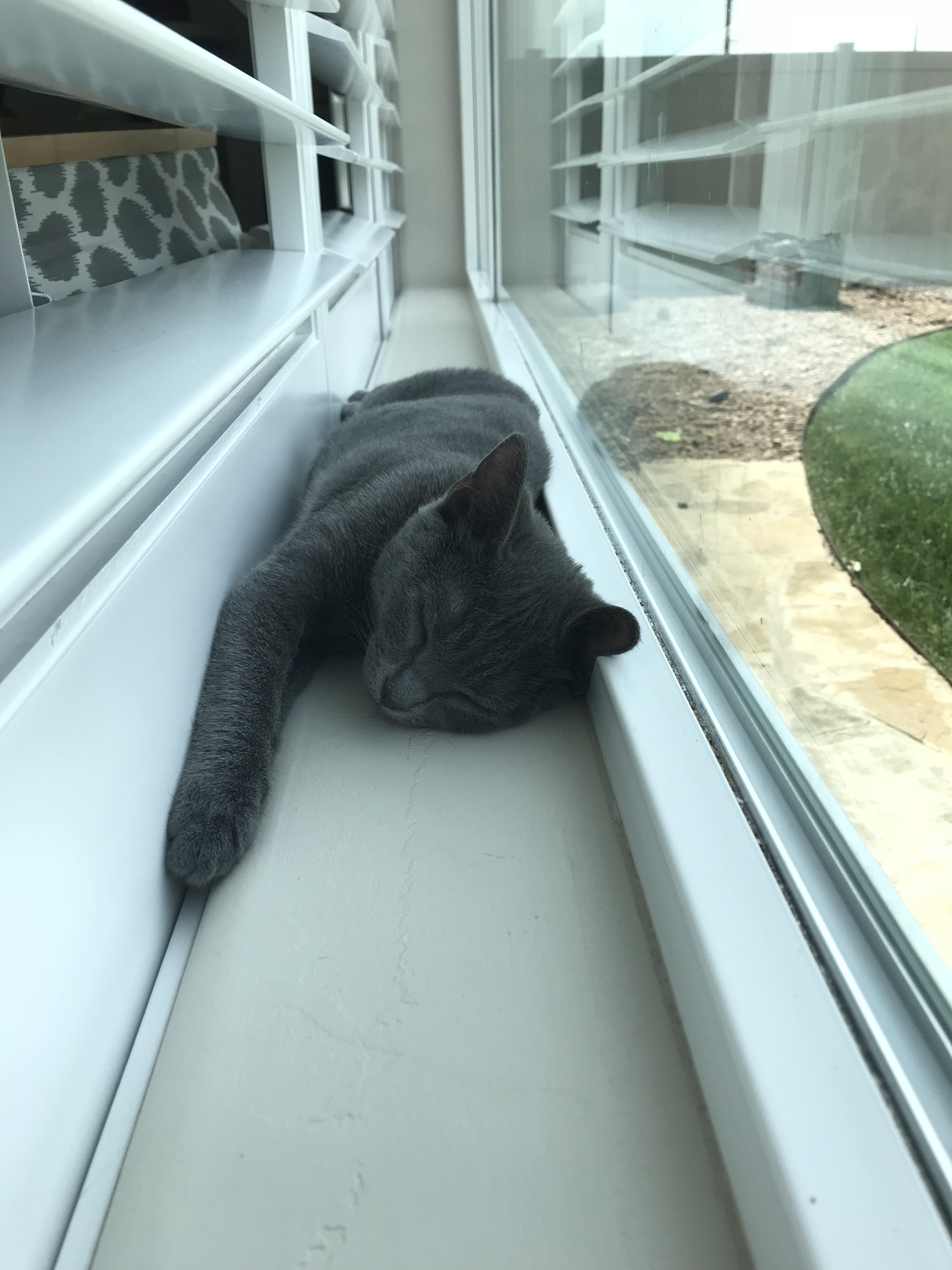 The best spot for an afternoon nap | Scrolller