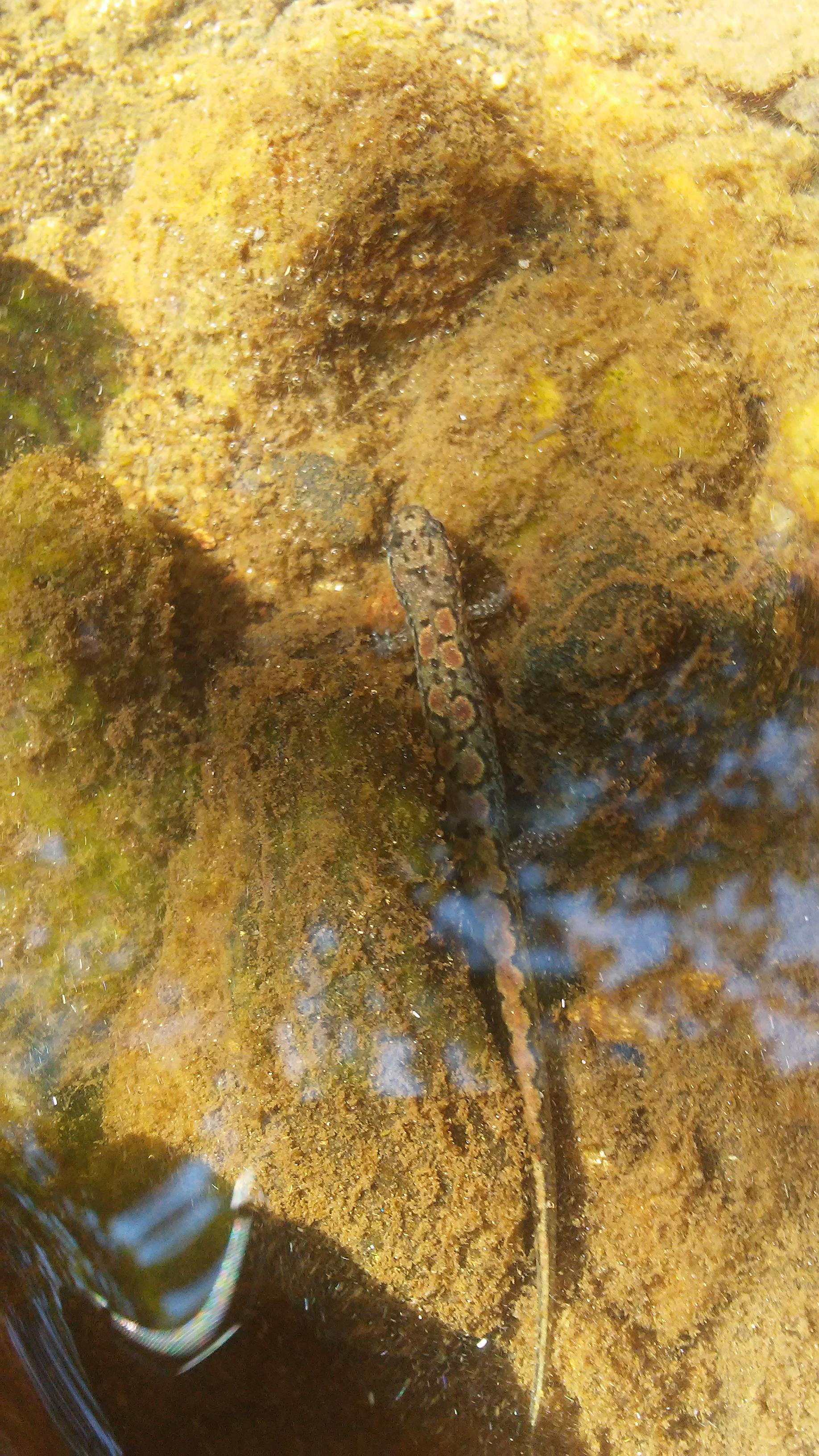 The Blue Ridge is full of Salamanders! | Scrolller