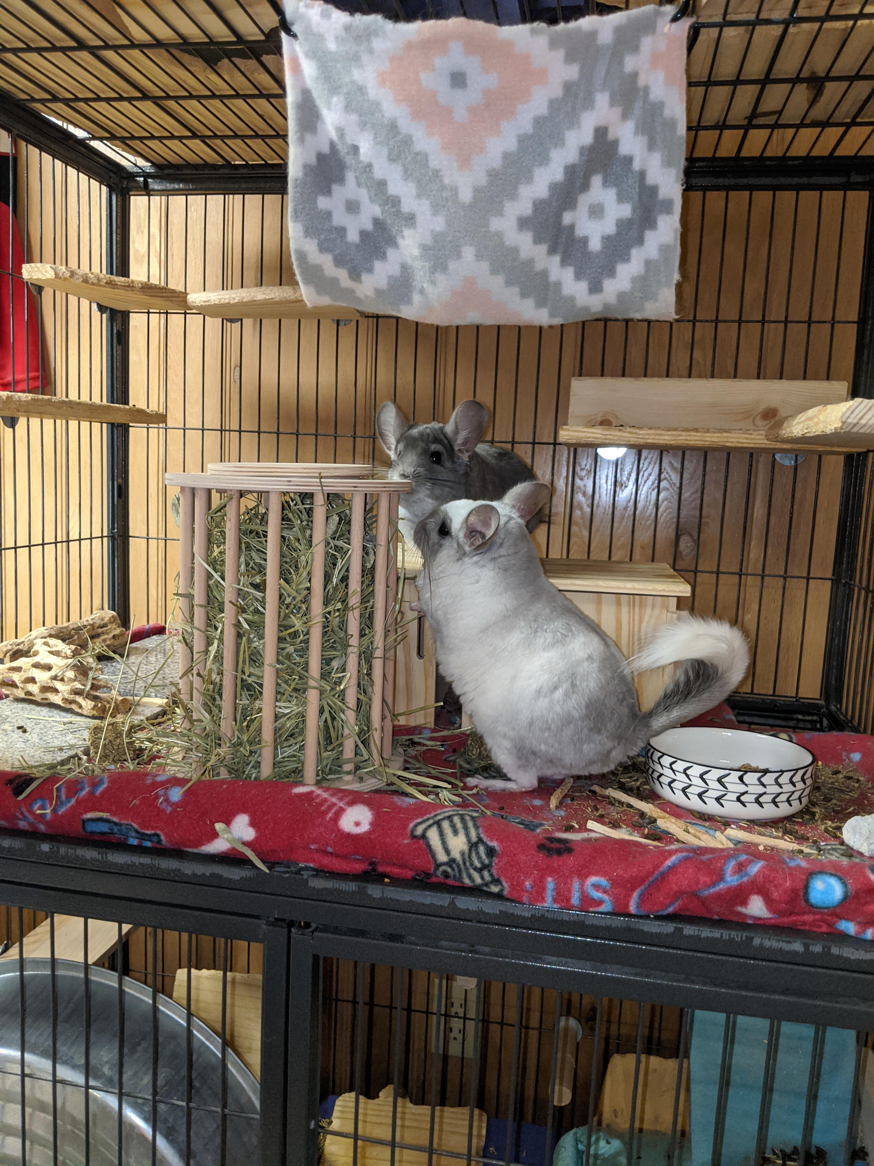 The boys enjoying their new feeder | Scrolller