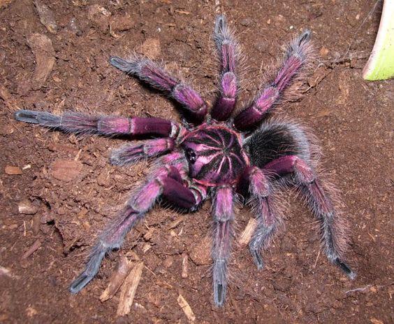 The Brazilian Pink Bloom Tarantula | Scrolller