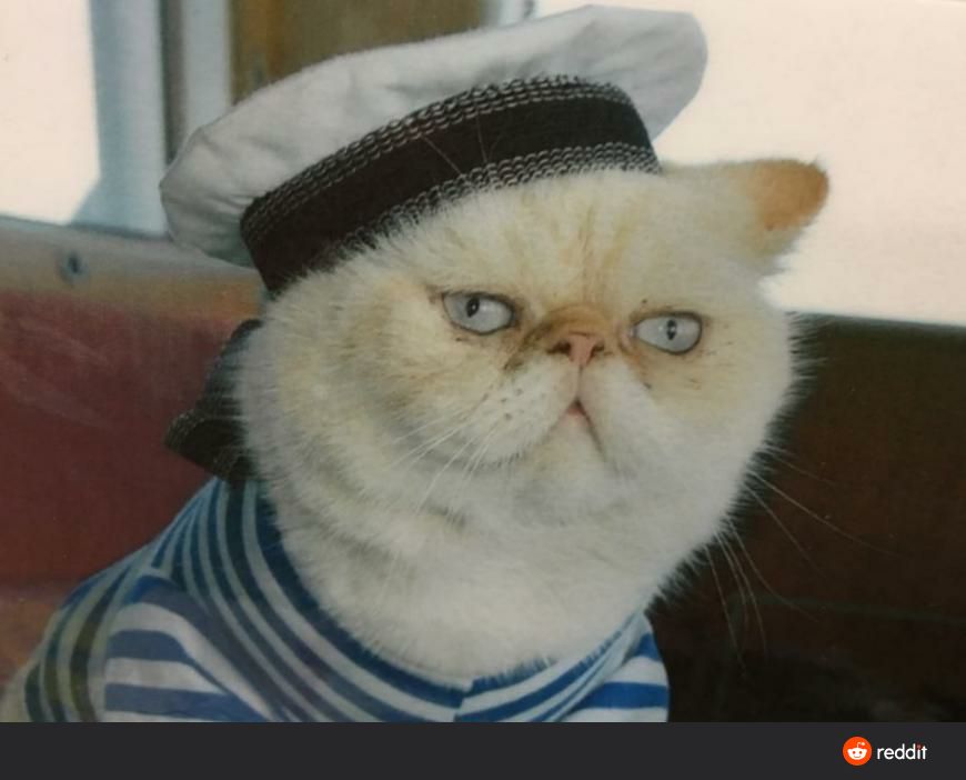 The Captain's cat | Scrolller