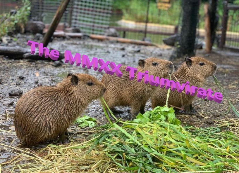 The Capybara Empire | Scrolller