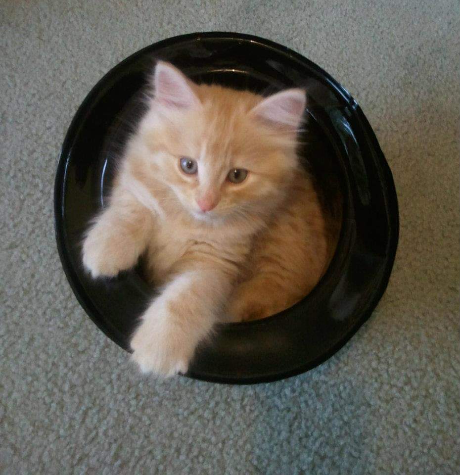 The Cat In The Hat | Scrolller