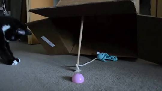 The cat trap is working. | Scrolller