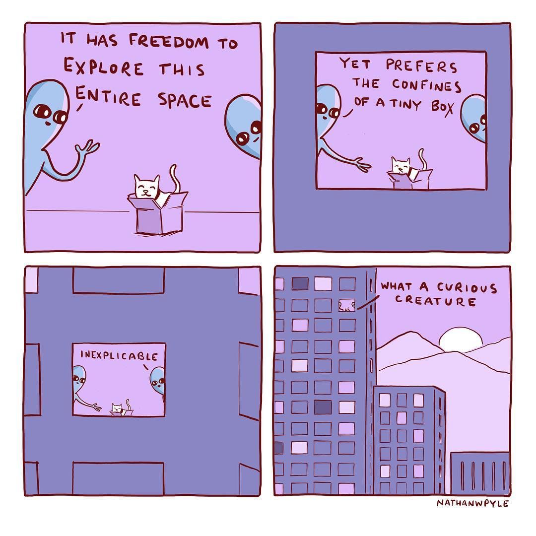 The cat trap is working me into an existential crisis | Scrolller