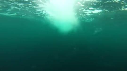 The Chase | Scrolller