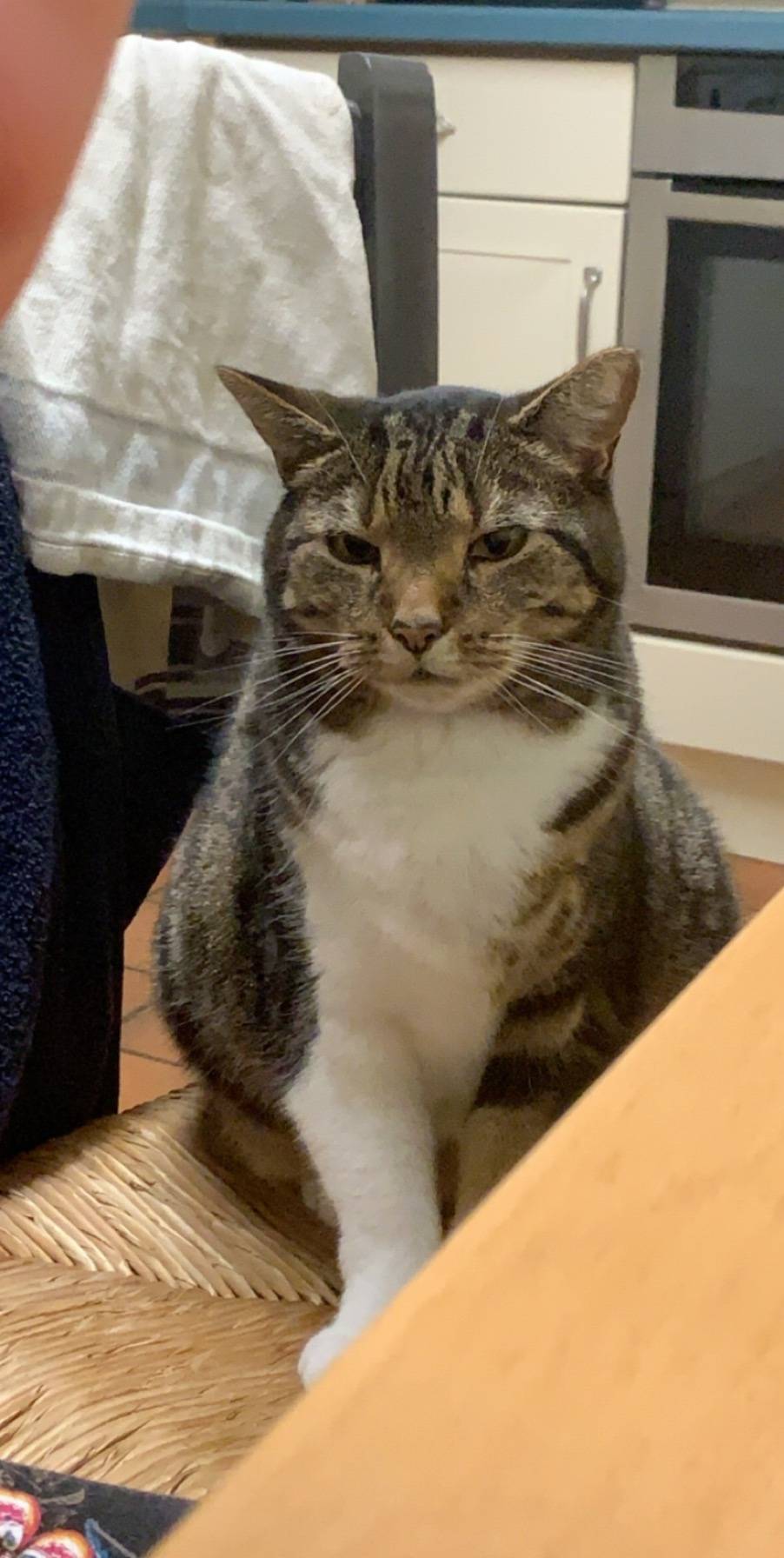 The chonk of judgement. | Scrolller