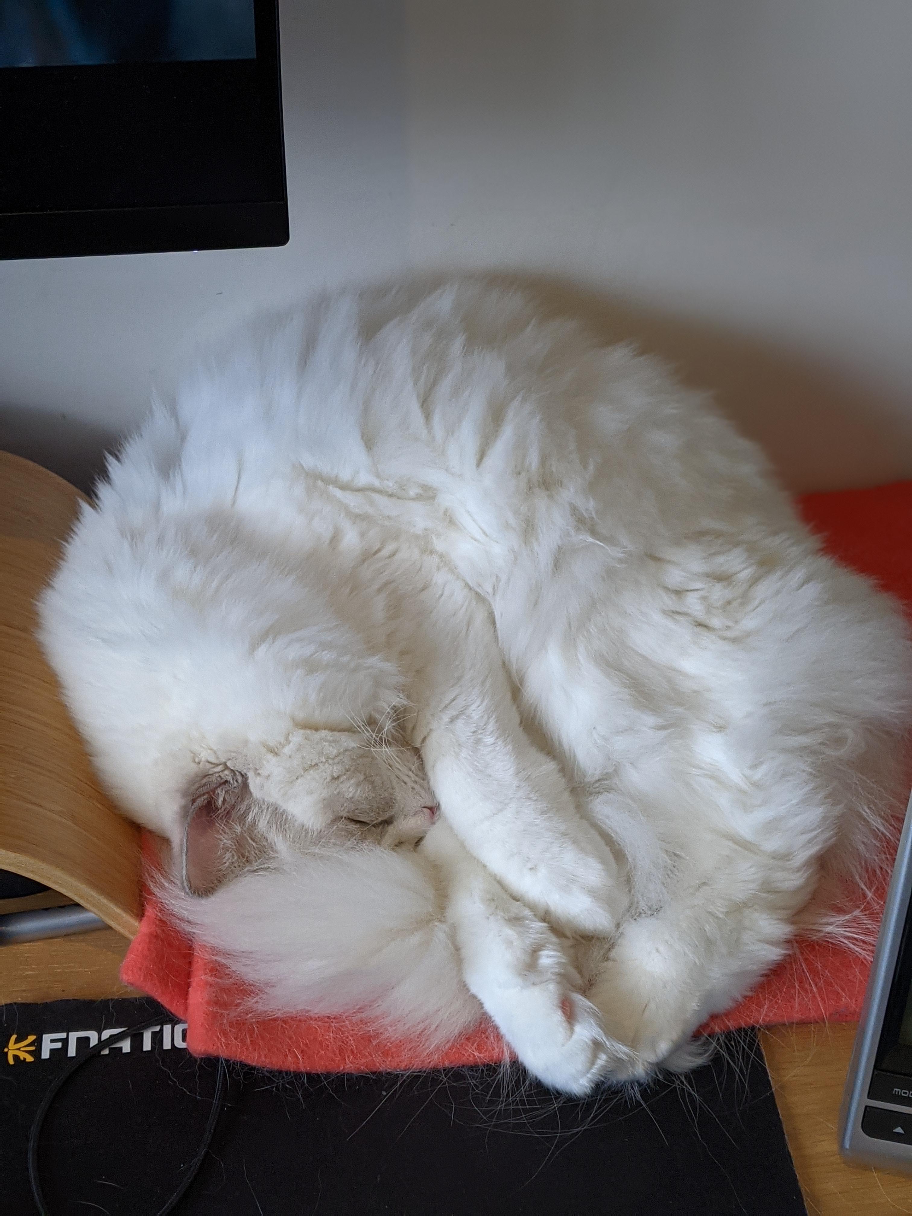 The Circle of Fluff | Scrolller