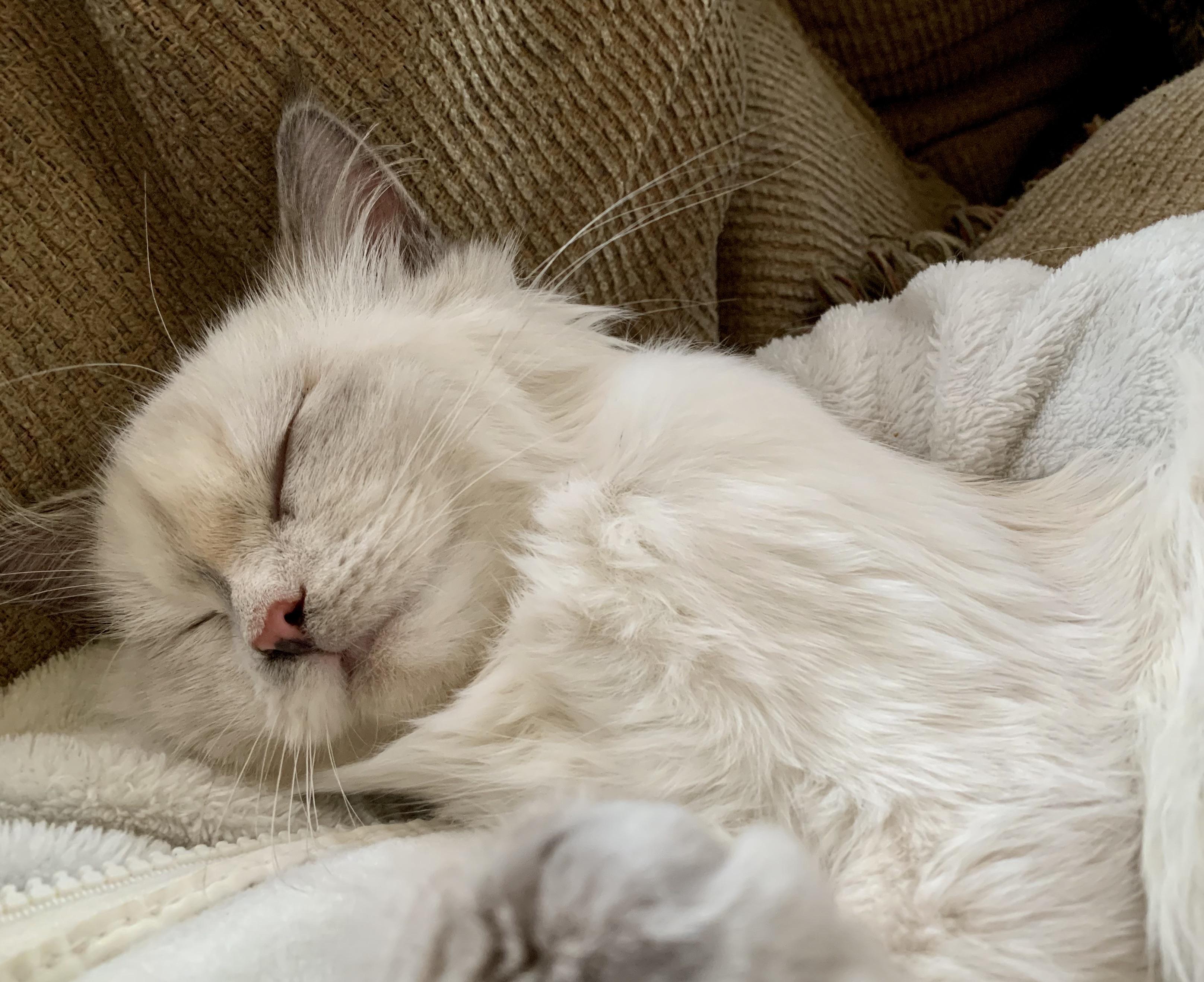 The cuddly part of this breed is so true! 😻 | Scrolller