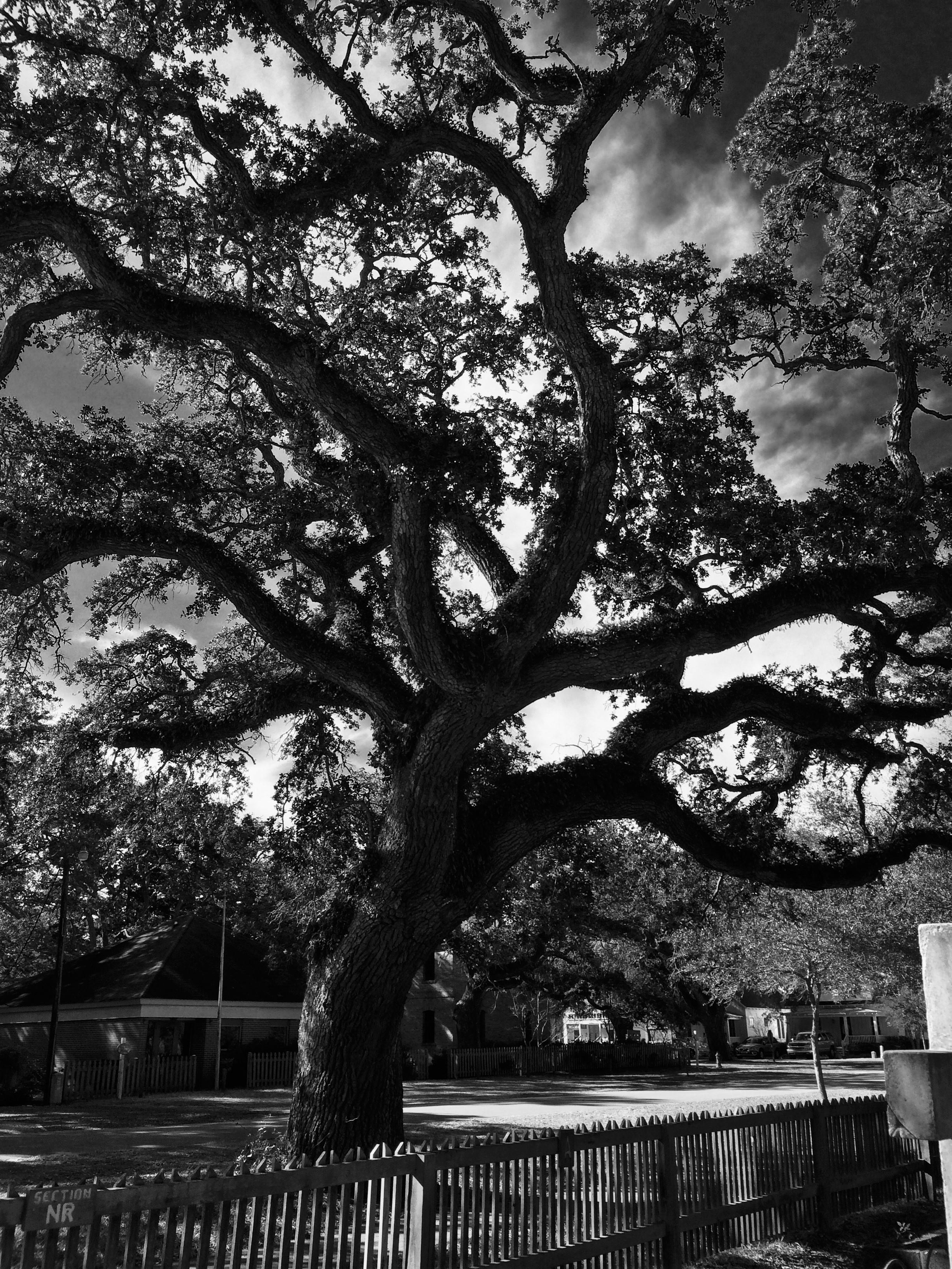 The Curvy Tree [OC] | Scrolller