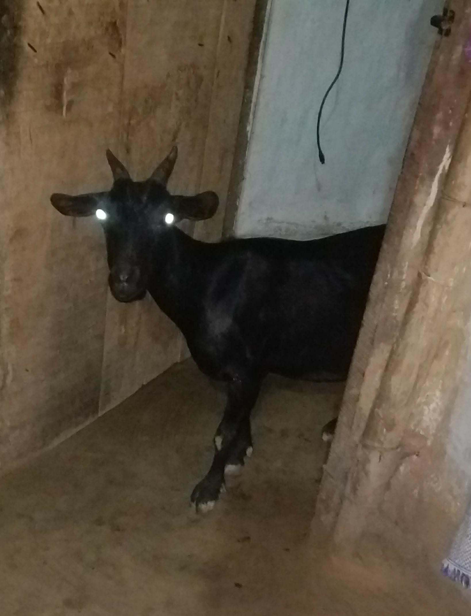 The Devil himself came to me | Scrolller